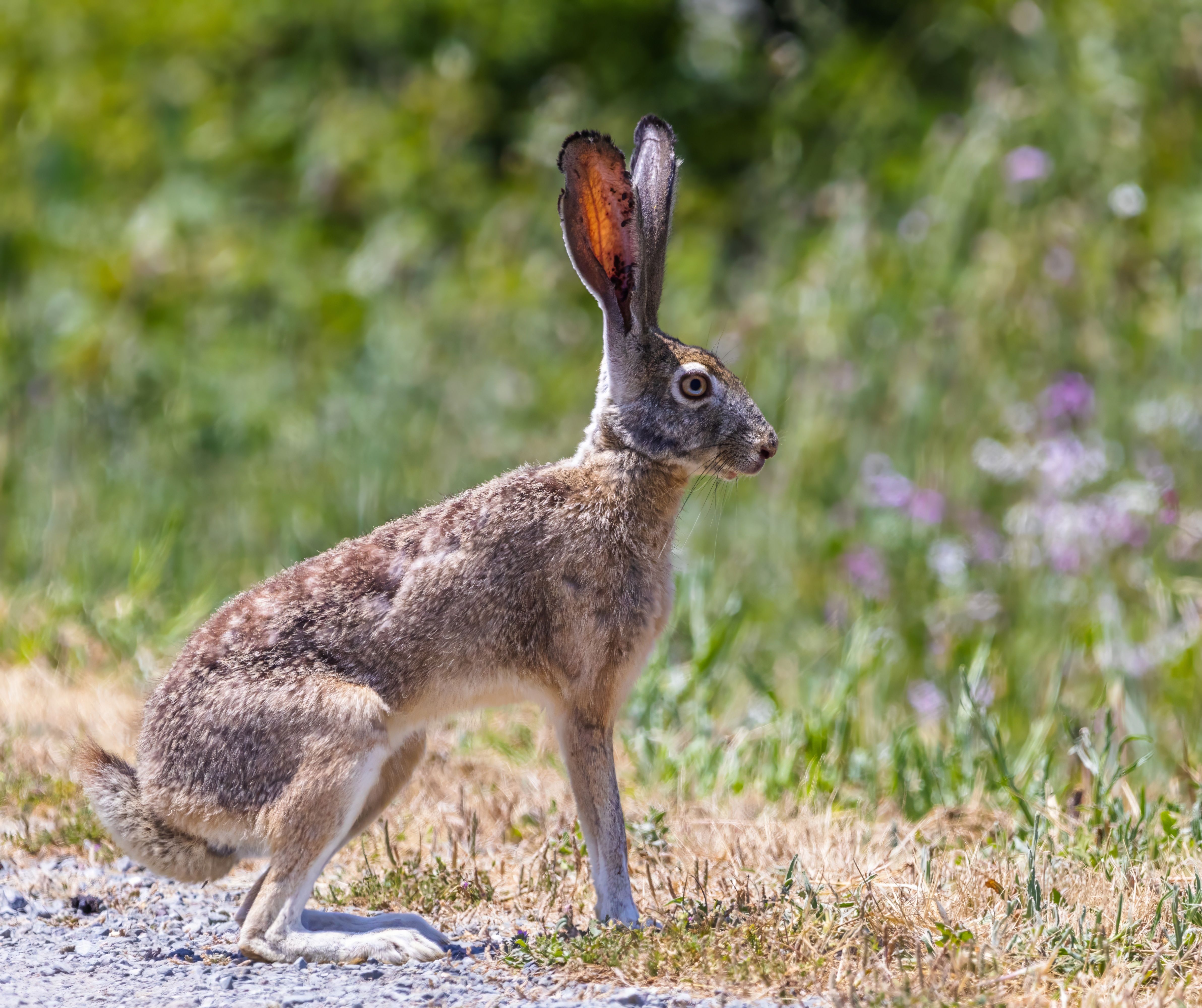 Hare Listening Photos, Download The BEST Free Hare Listening Stock ...