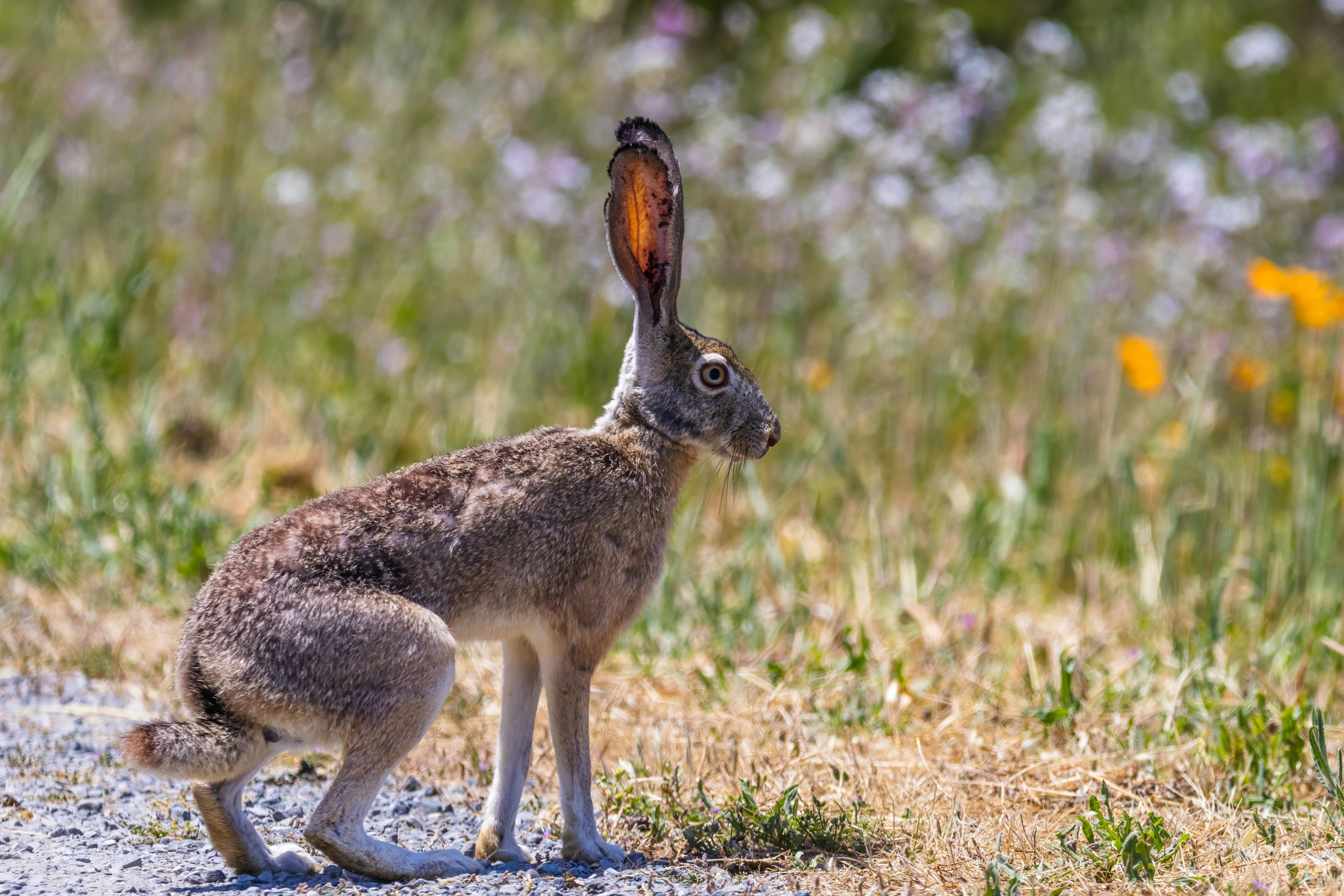 American Desert Hare Hunkering on the Road · Free Stock Photo