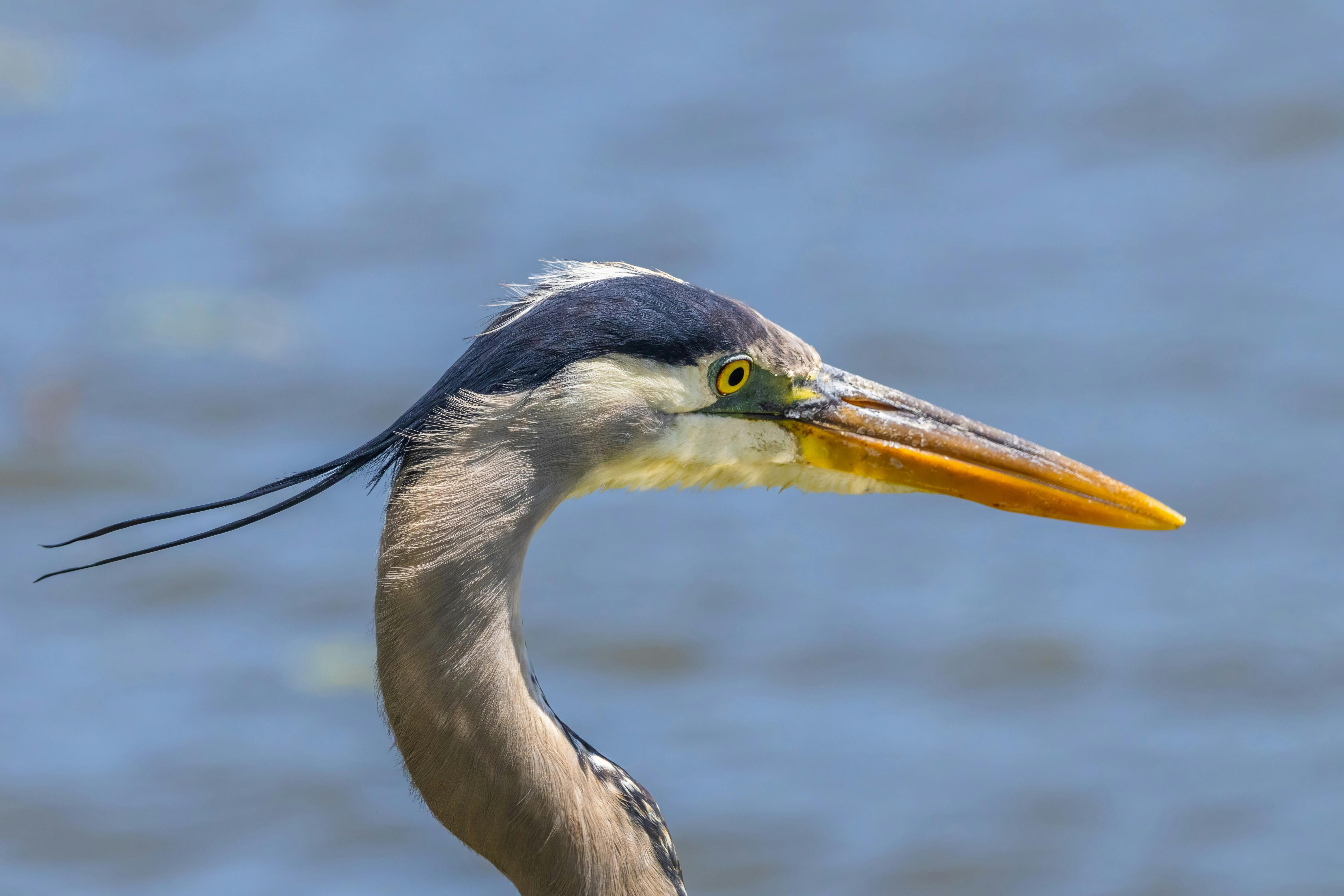 Britishblue Beak Photos, Download The BEST Free Britishblue Beak Stock ...