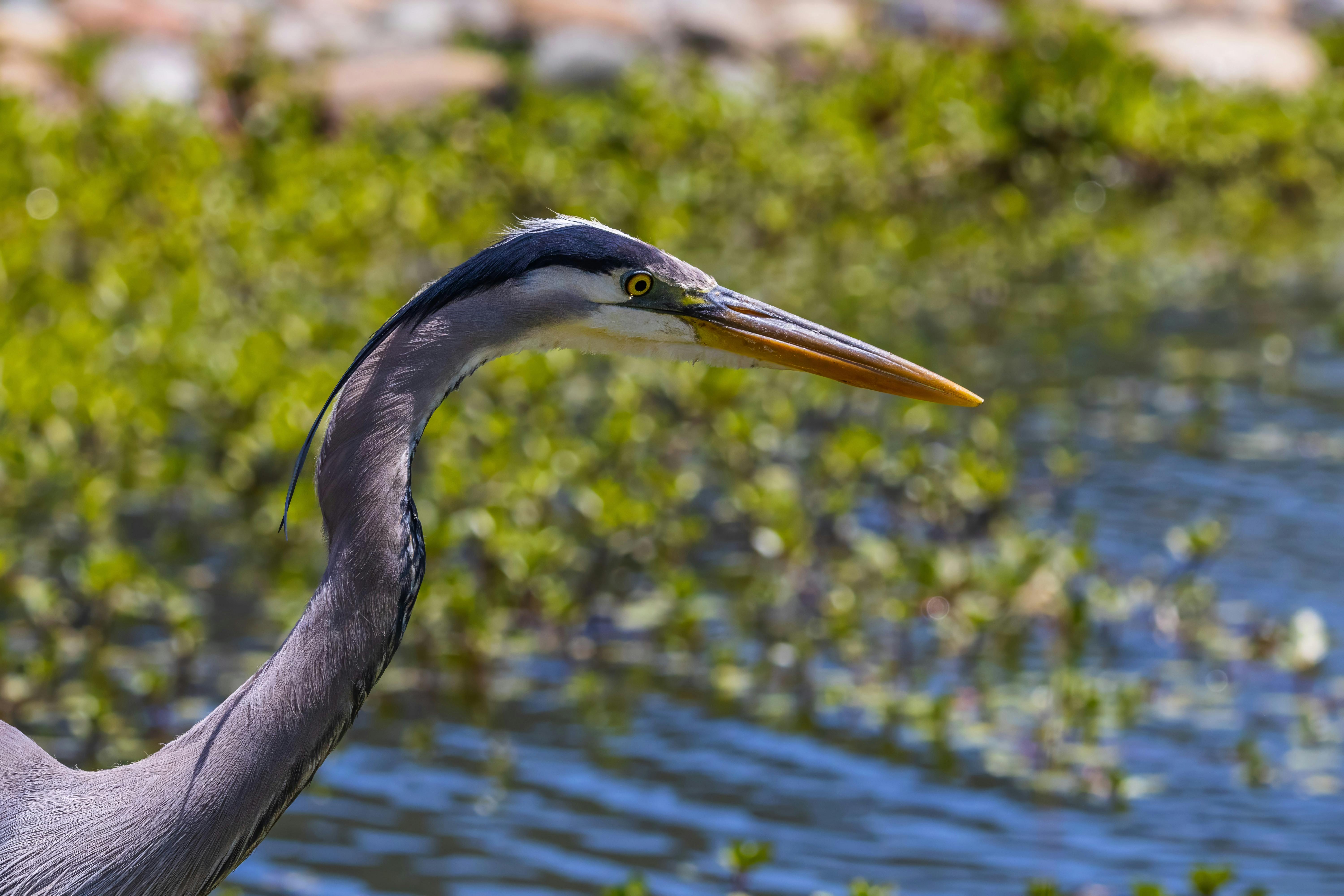 Britishblue Beak Photos, Download The BEST Free Britishblue Beak Stock ...