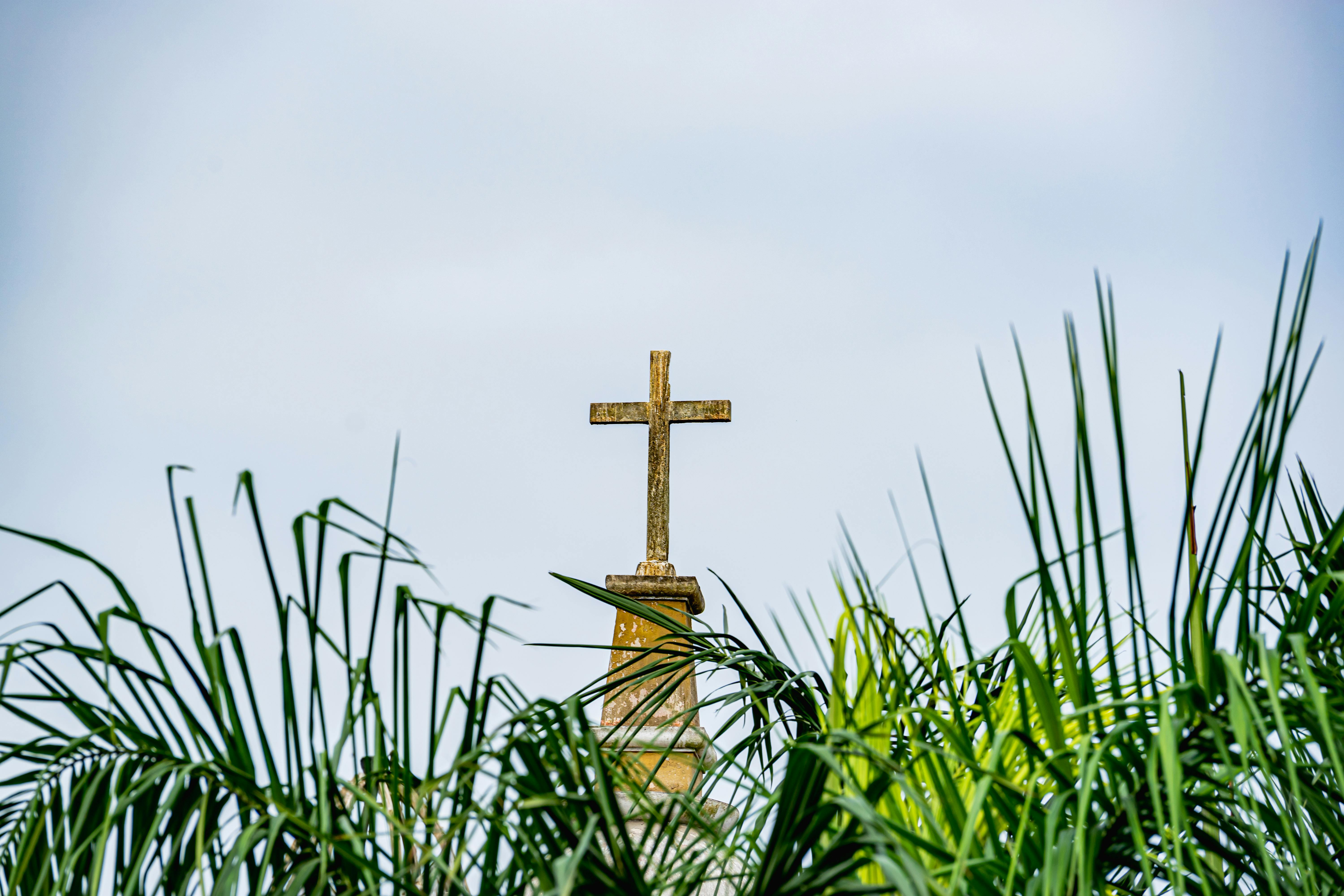 Stone Cross Monument in Reeds · Free Stock Photo