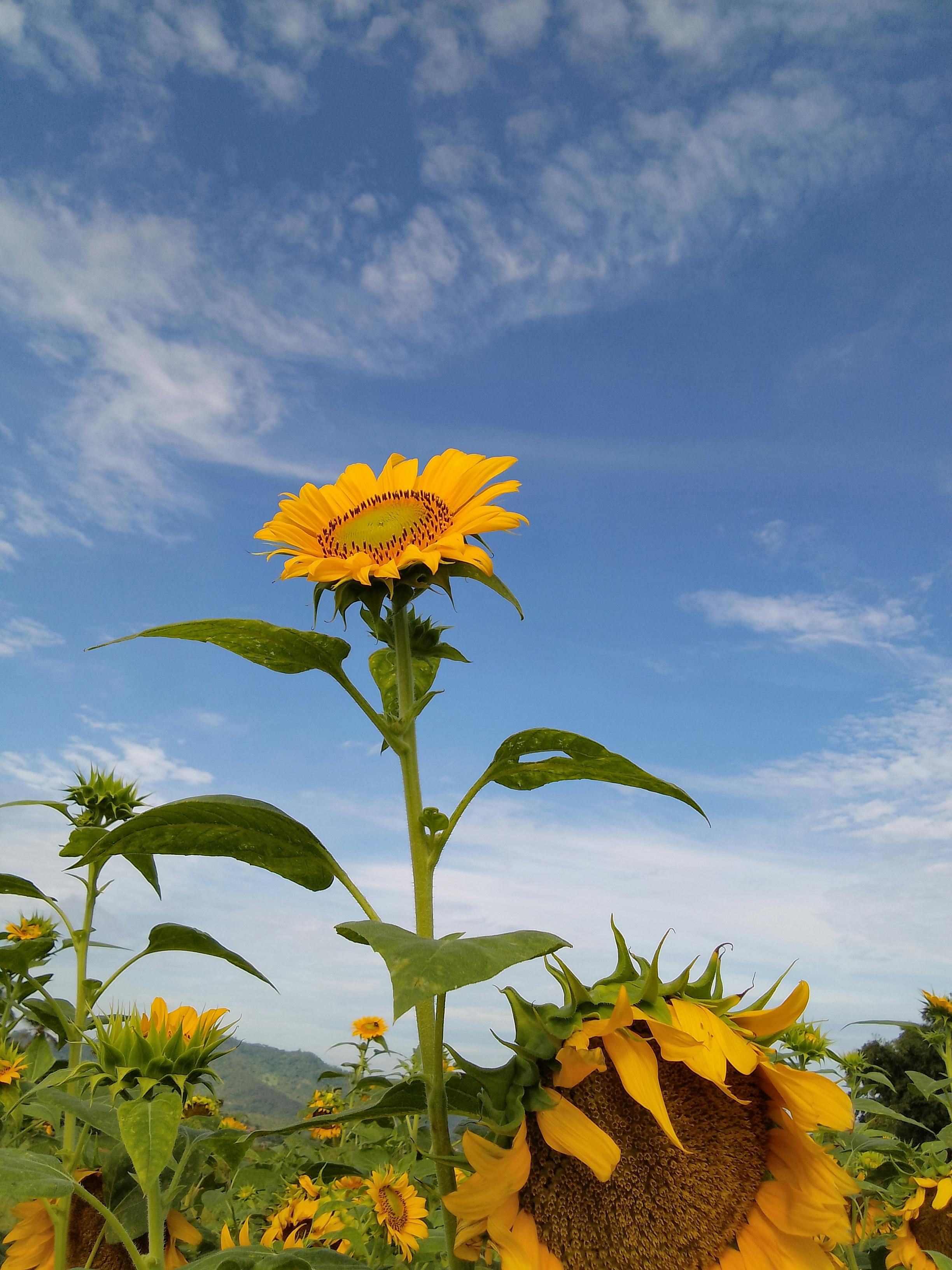 Sunflower Family Photos, Download The BEST Free Sunflower Family Stock ...