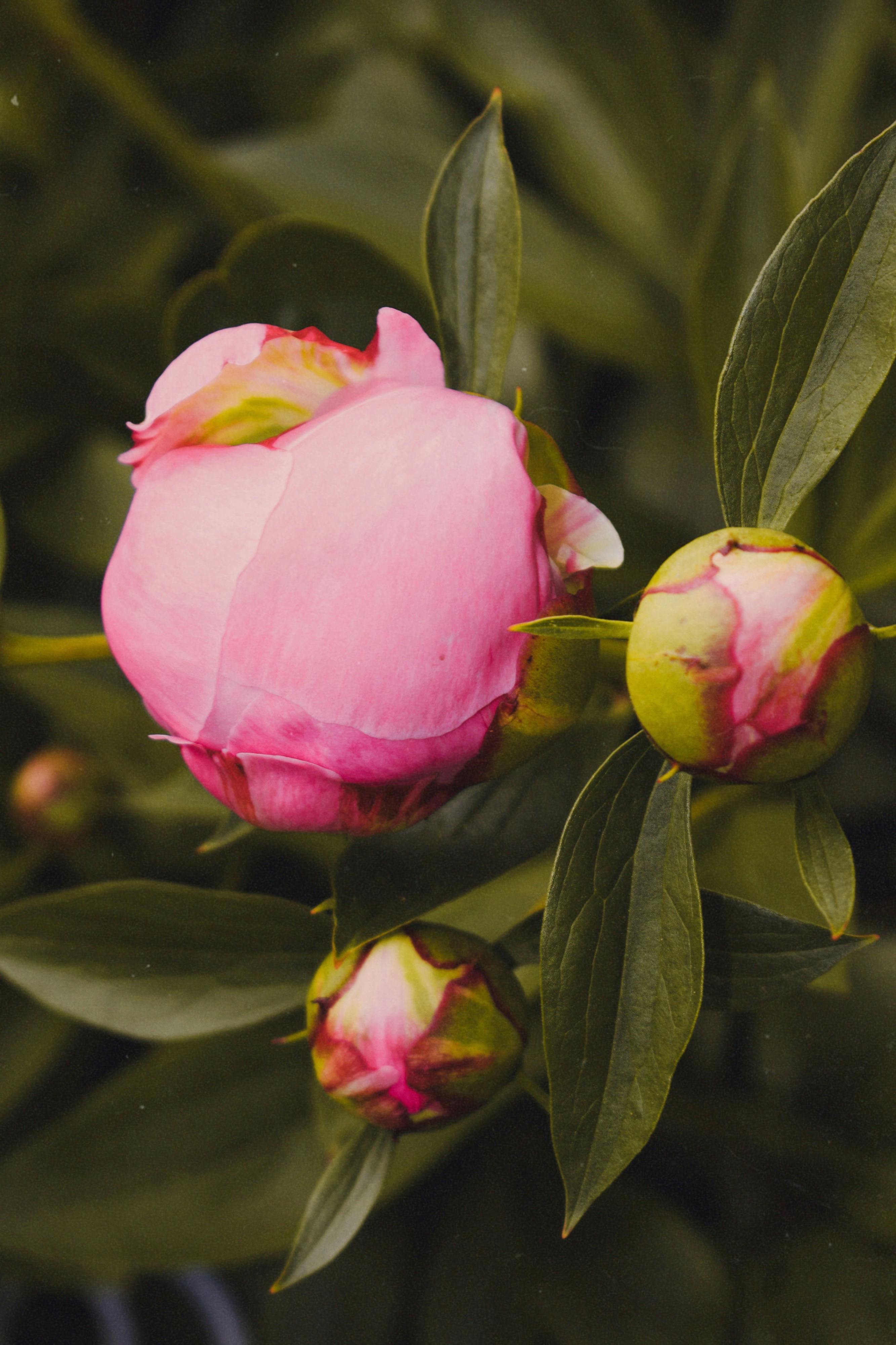 Close-up of Chinese Peonies on a Shrub · Free Stock Photo