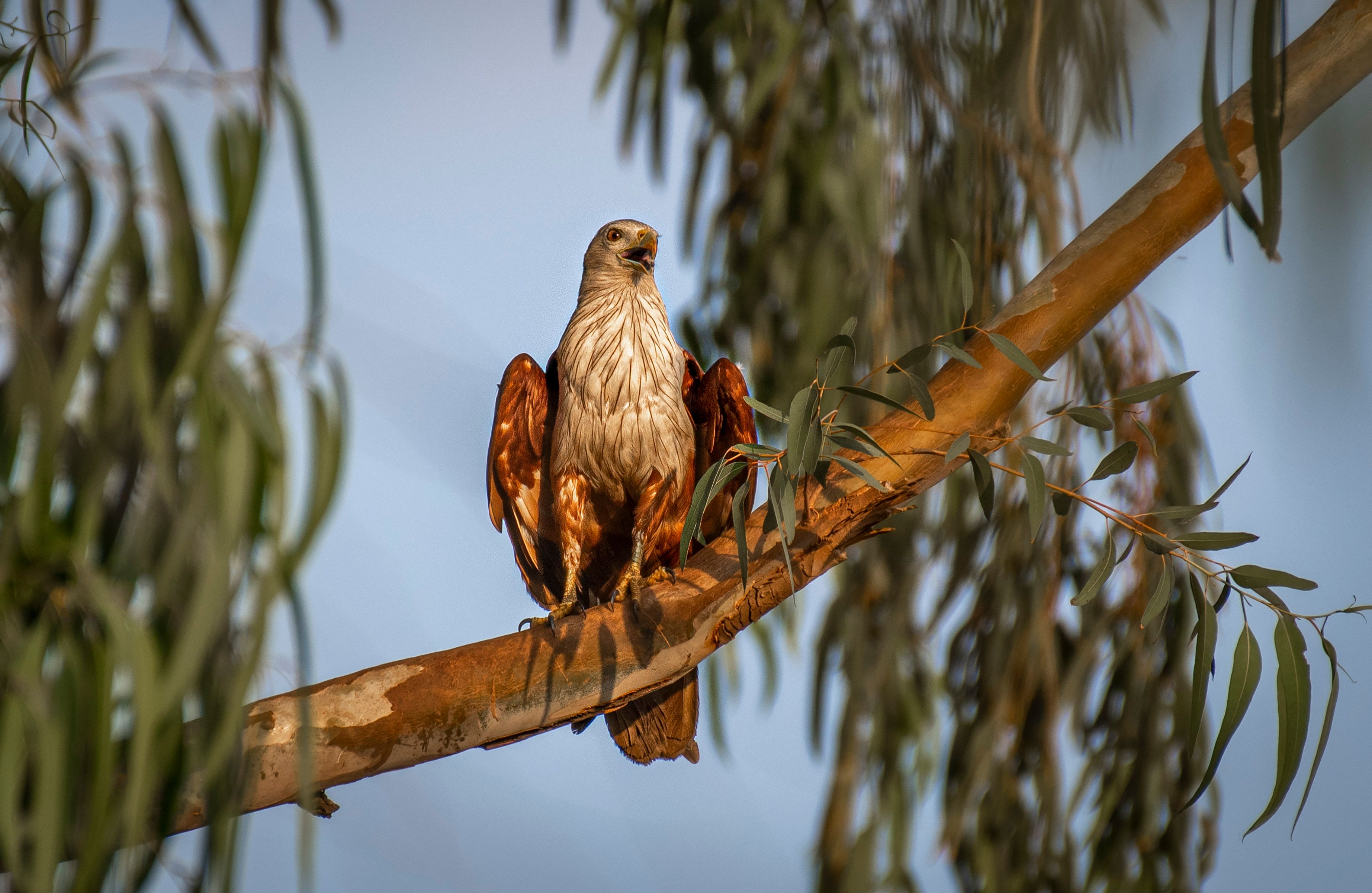 Picture of a Flying Black Kite Bird · Free Stock Photo