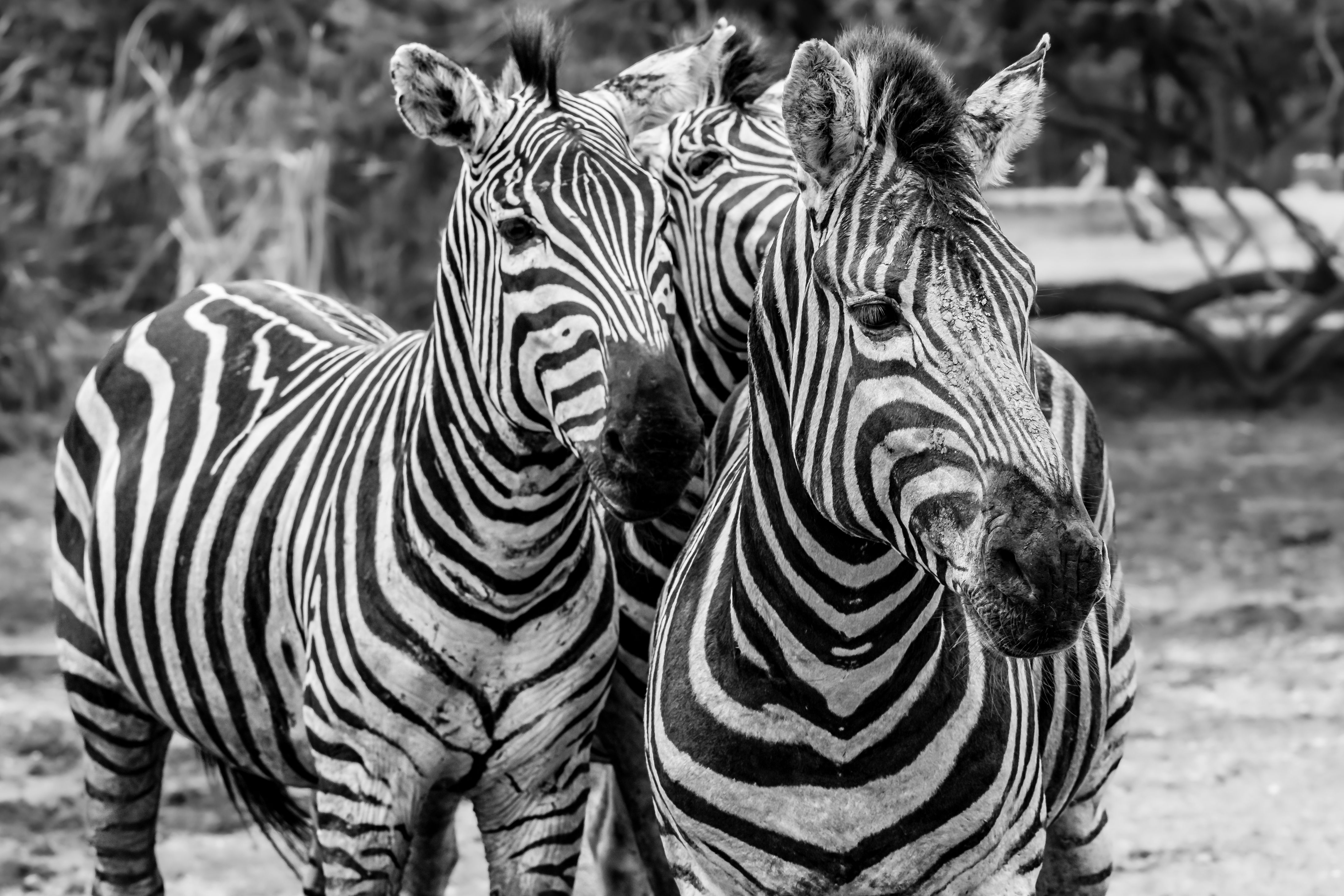 Close up of Zebras · Free Stock Photo