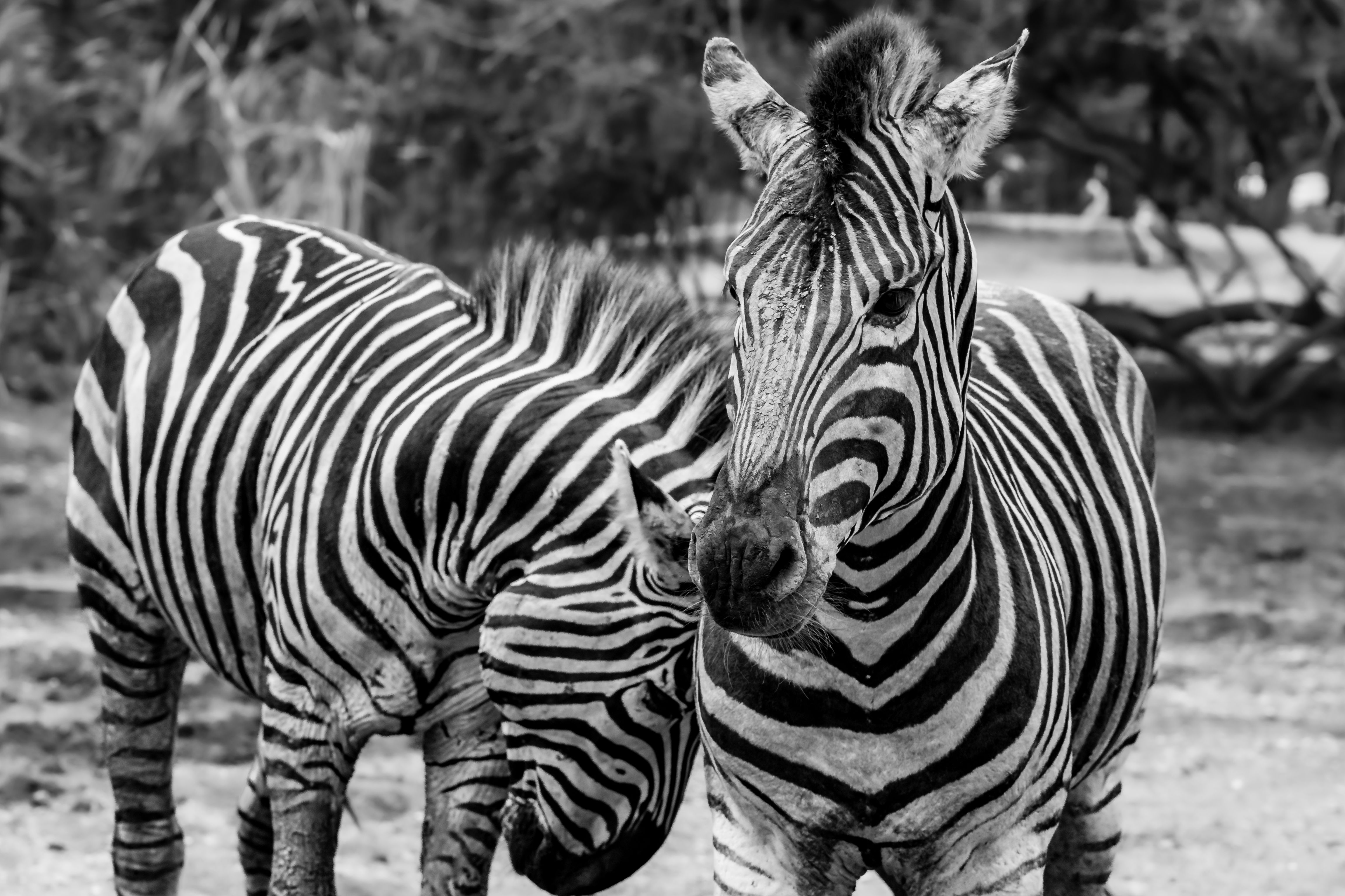 Black and White Zebra · Free Stock Photo
