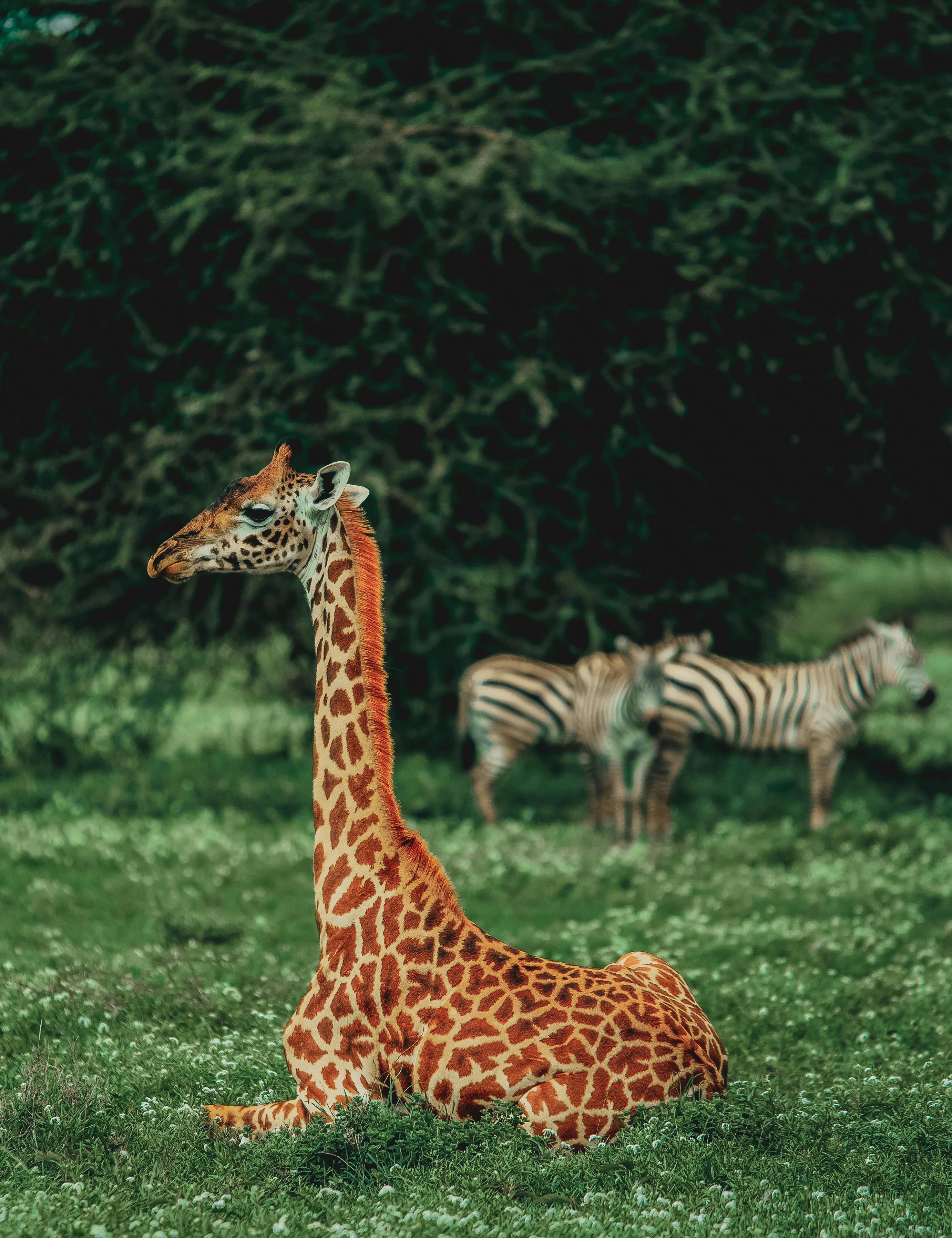 Giraffe Lying Down on Grass · Free Stock Photo