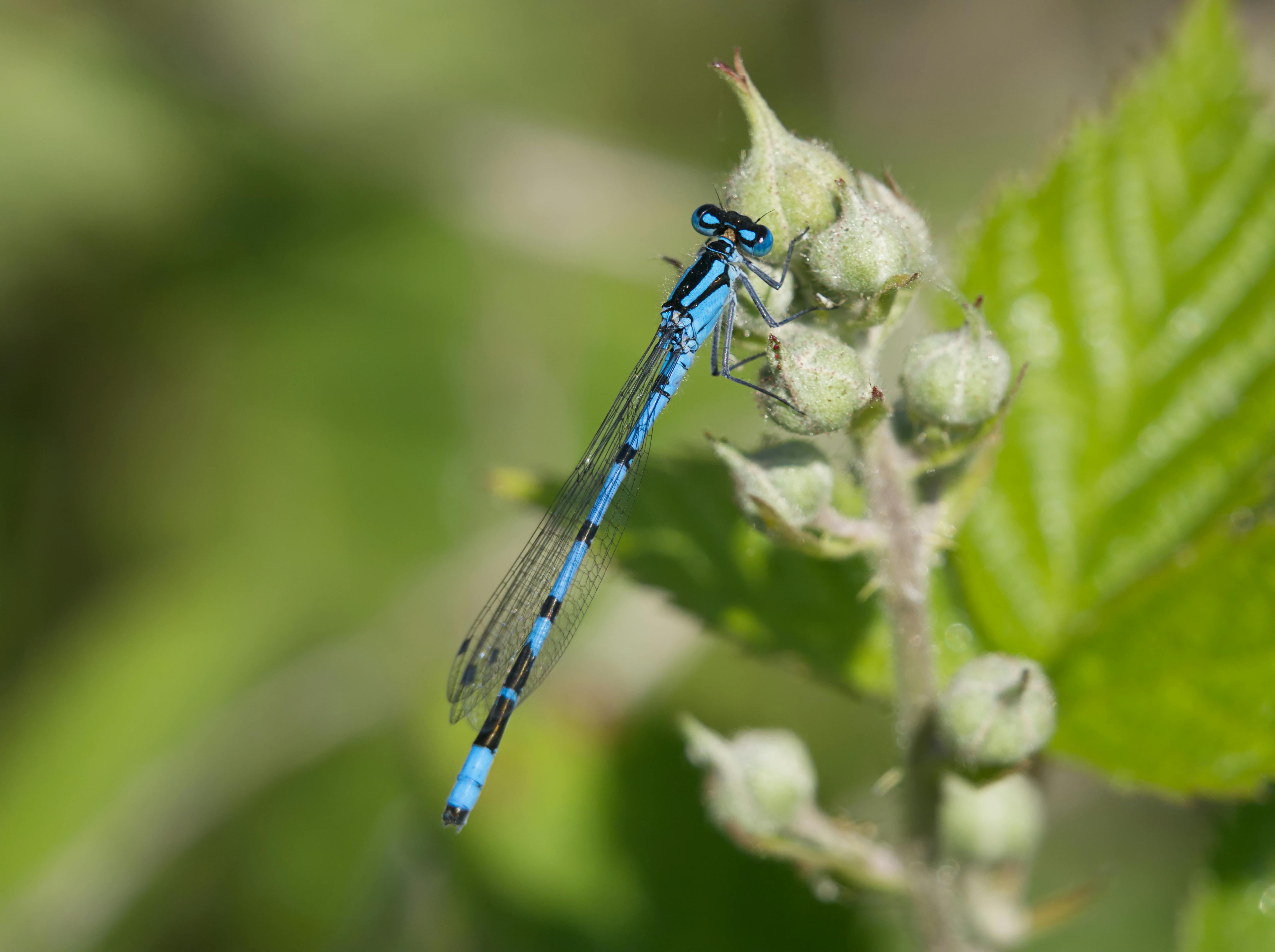108.563+ Fotos y Imágenes de Caballito del diablo azul común Gratis ...
