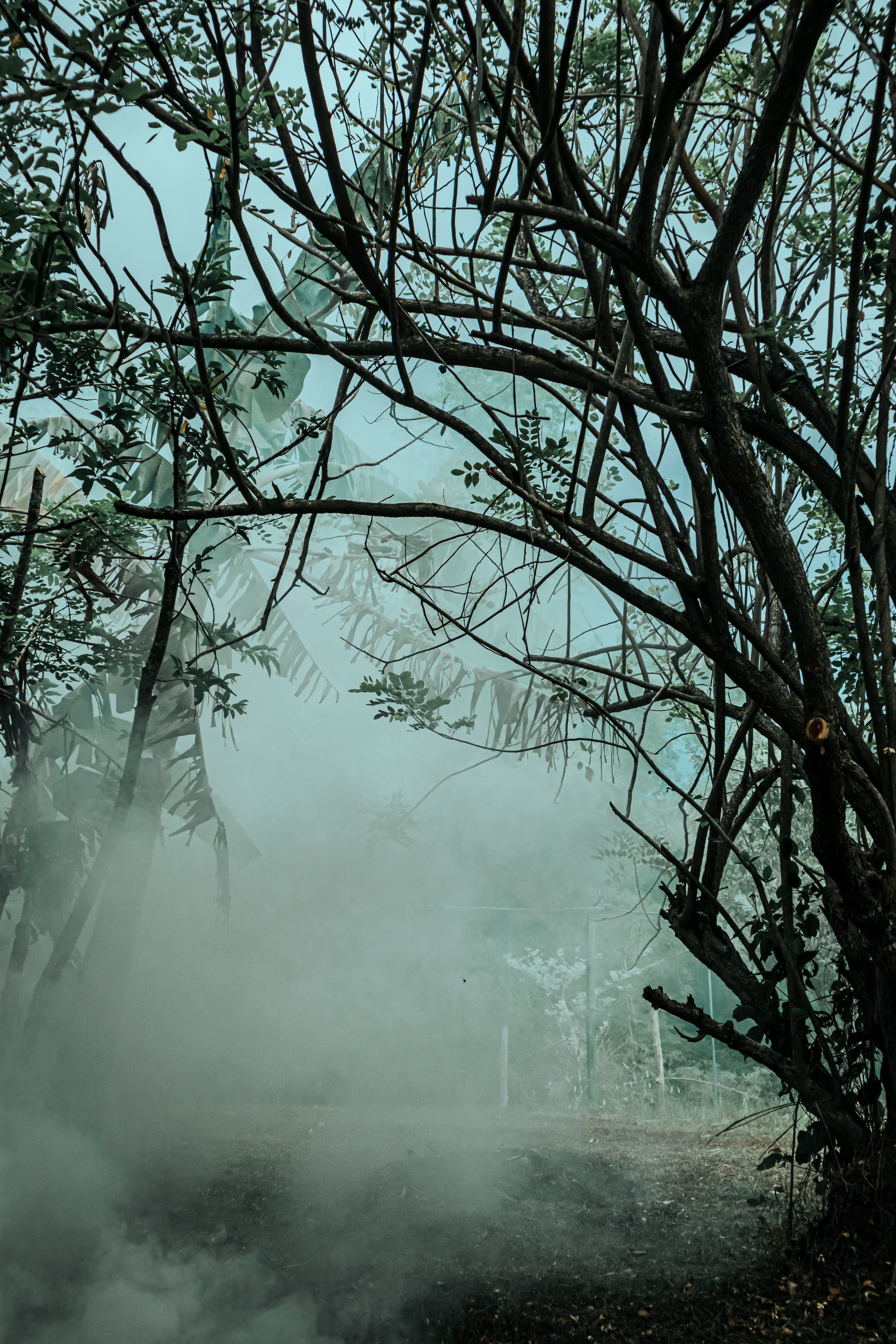 Smoke from a Bonfire Filling an Autumn Park · Free Stock Photo