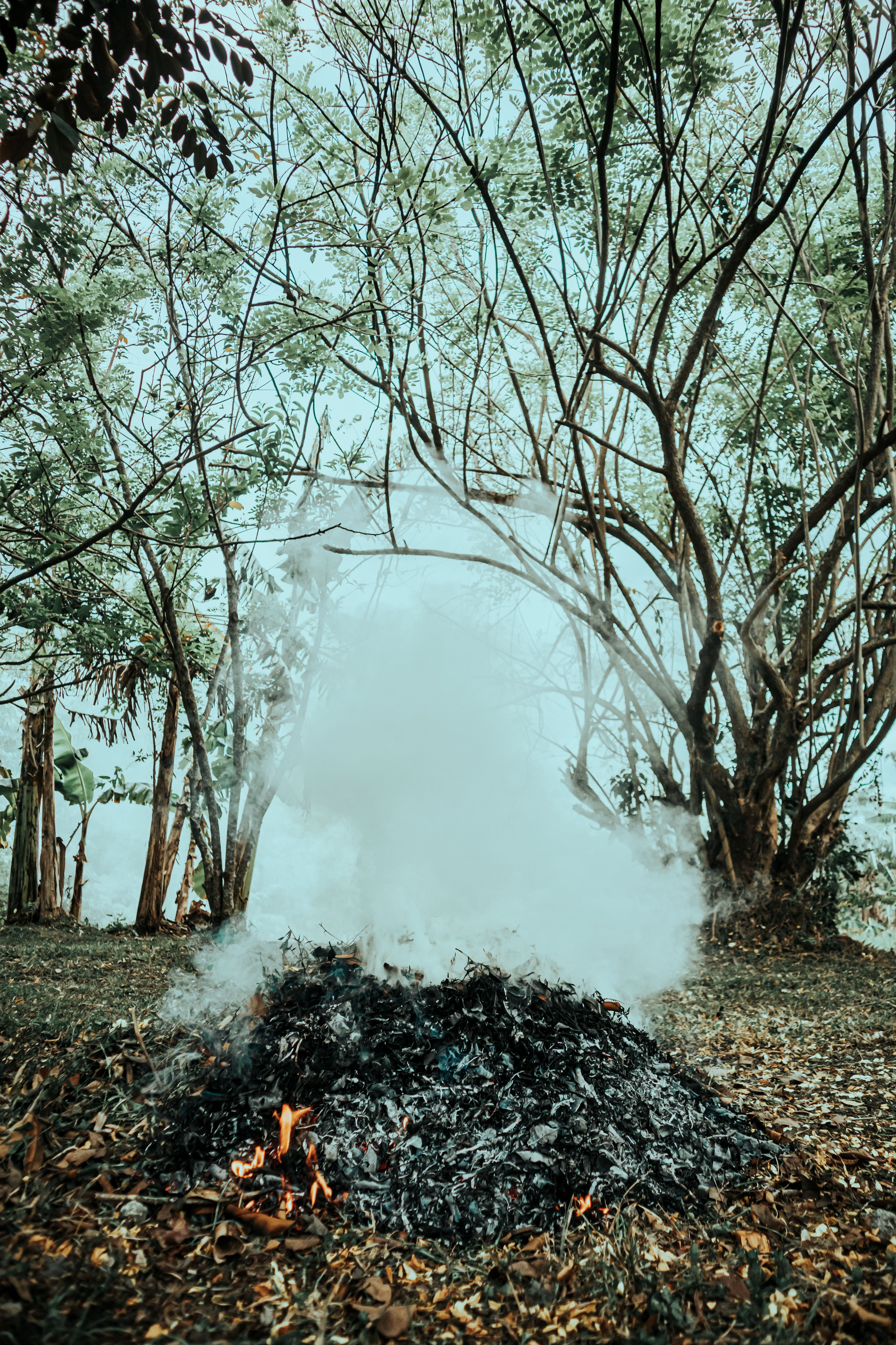 Fallen Autumn Leaves Burning in a Bonfire · Free Stock Photo