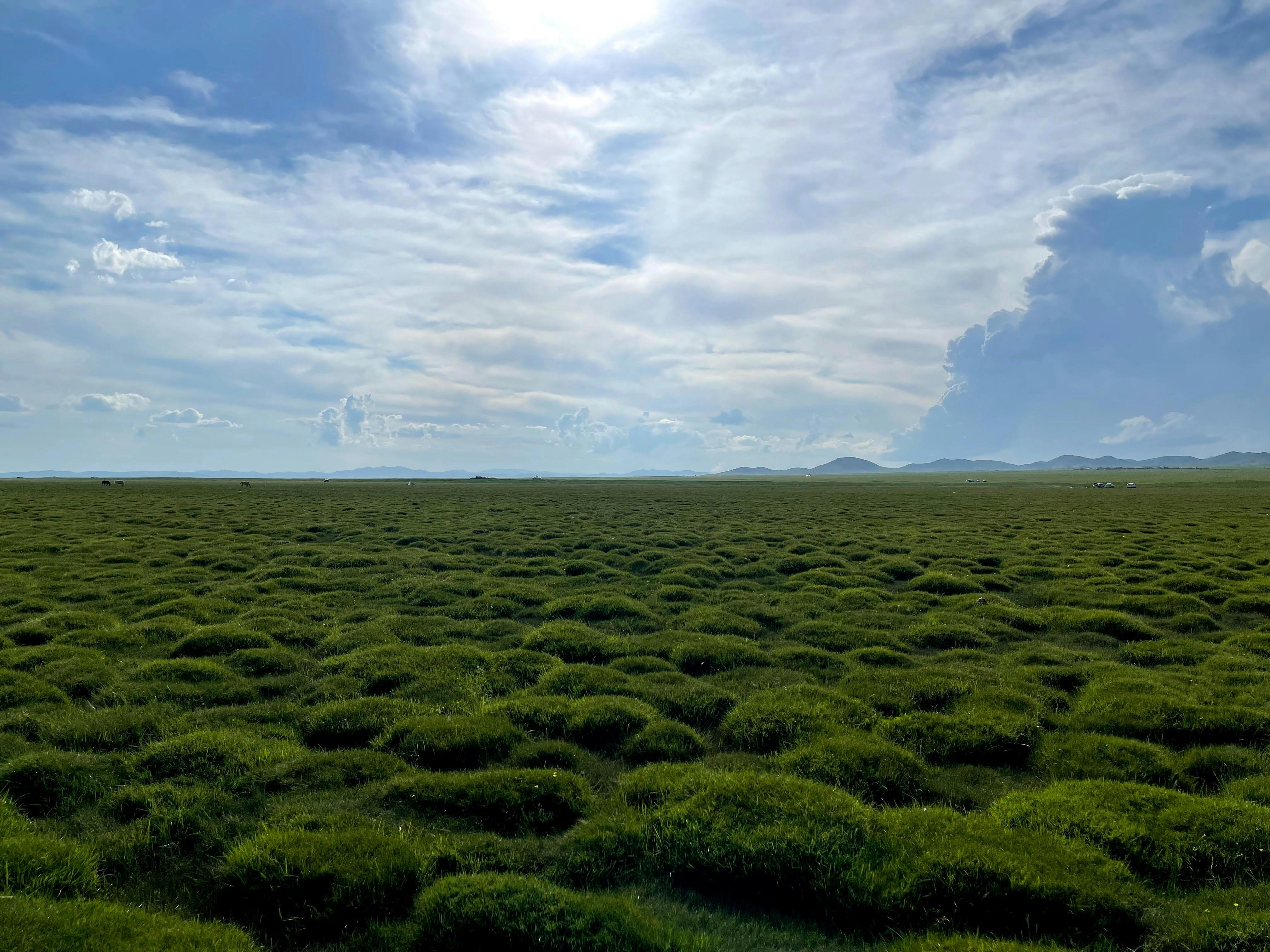 Luscious Grass Photos, Download The BEST Free Luscious Grass Stock ...