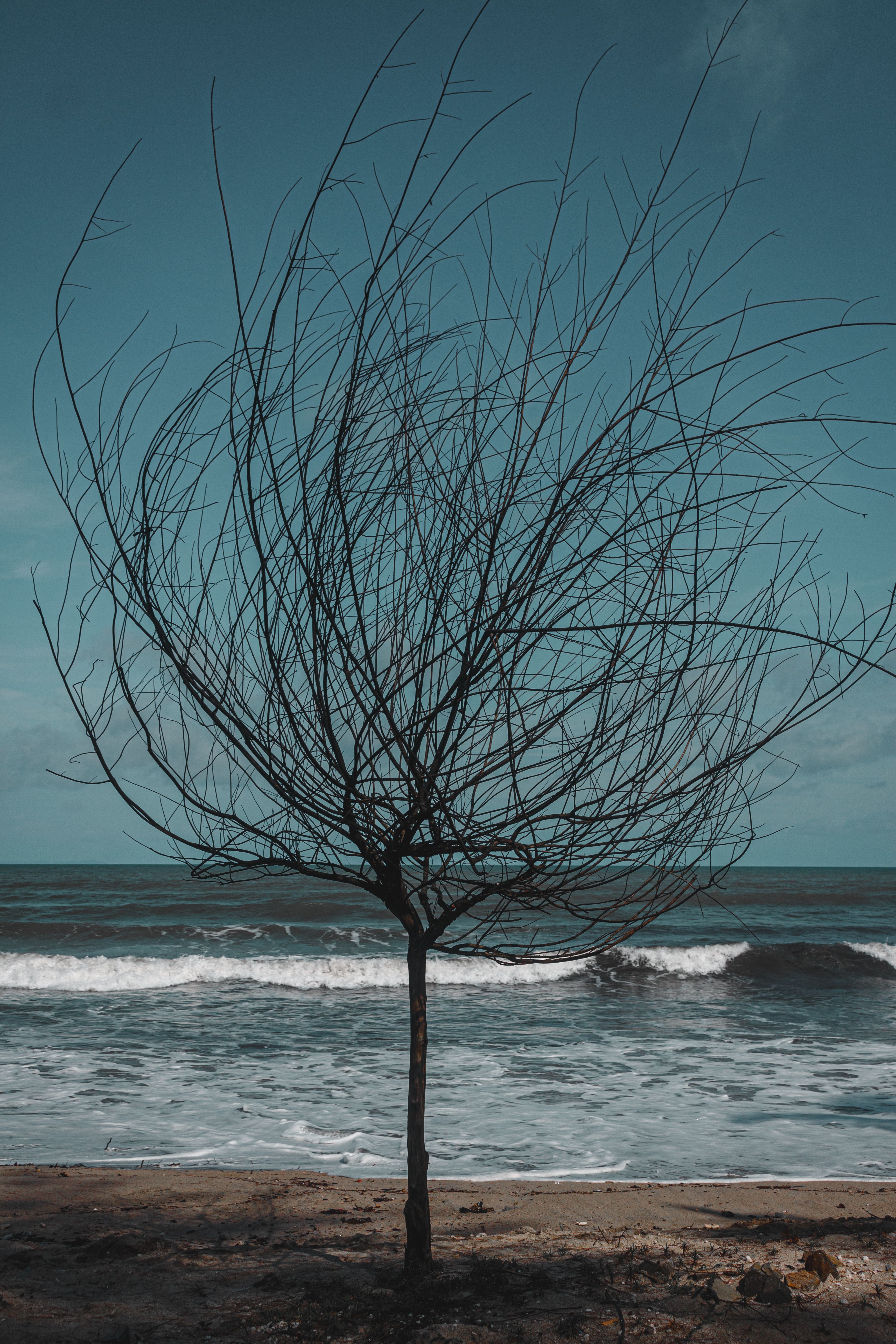 Empty Tree on a Beach · Free Stock Photo