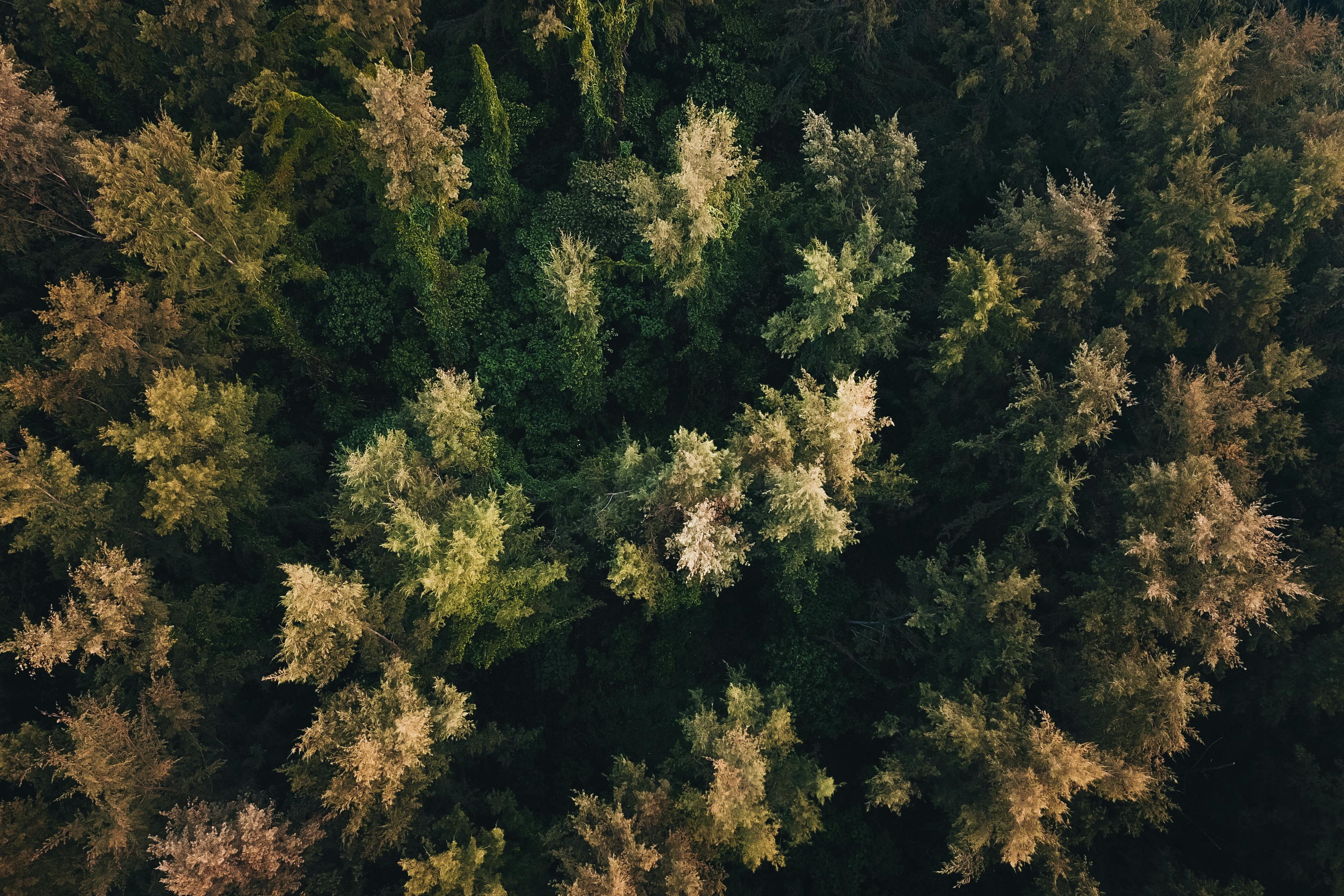 Top View Photo of Pine Trees · Free Stock Photo