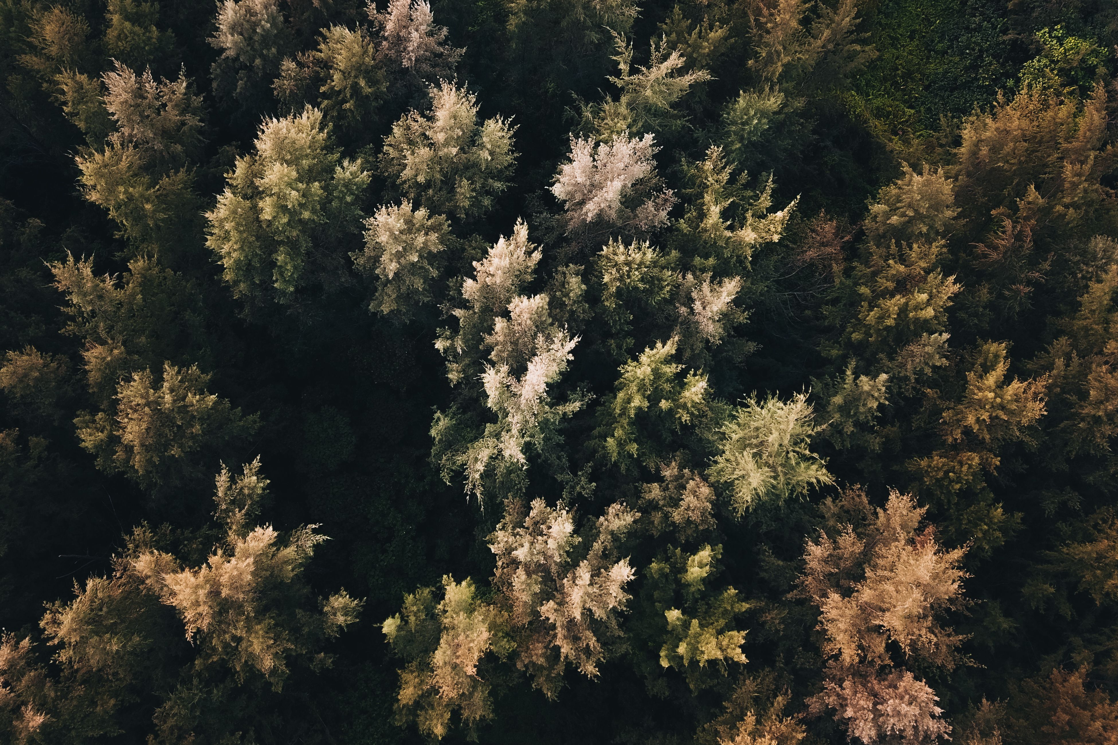 Aerial Photography of a Brown and Green Forest Tree Tops · Free Stock Photo