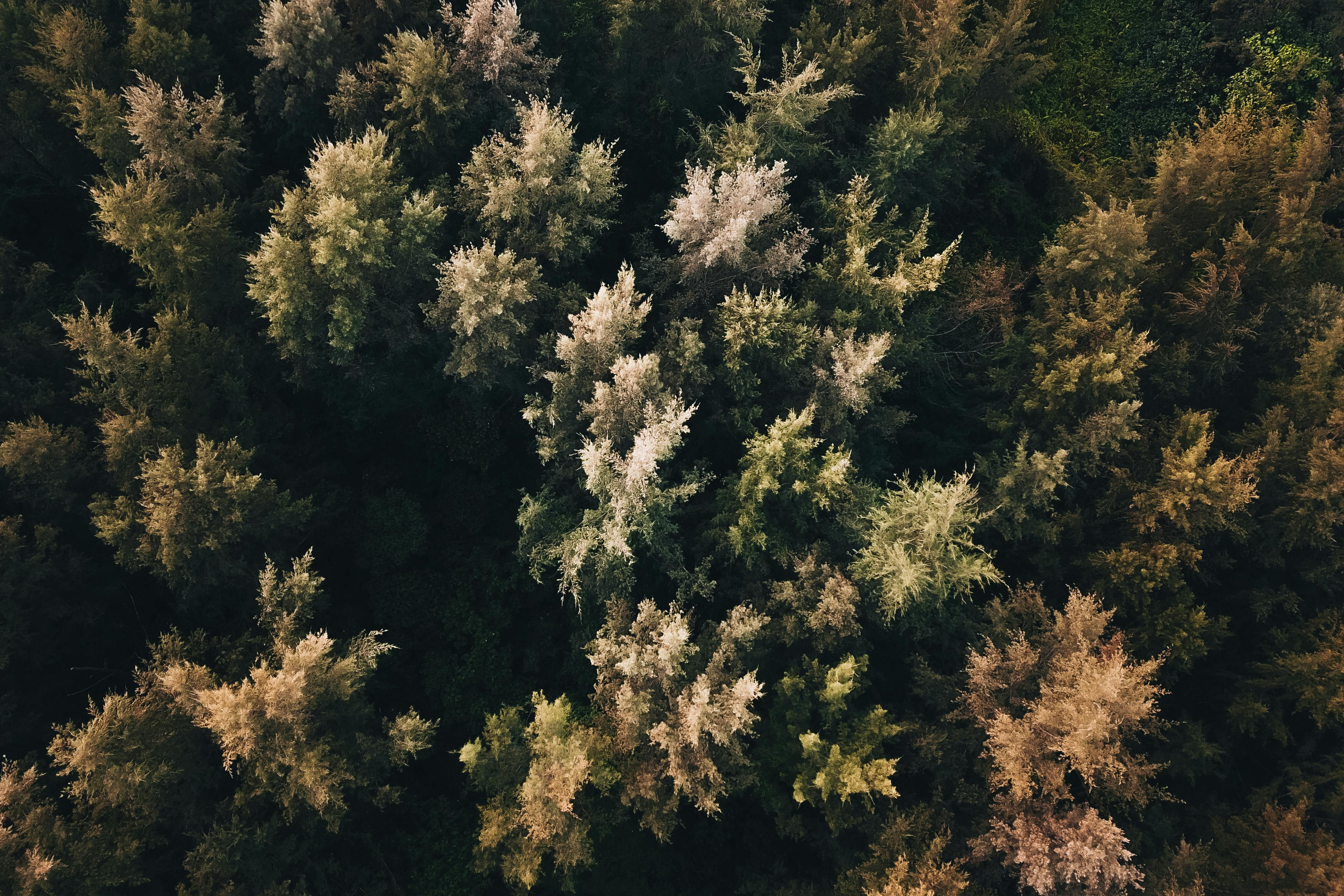 Drone Shot of Trees · Free Stock Photo