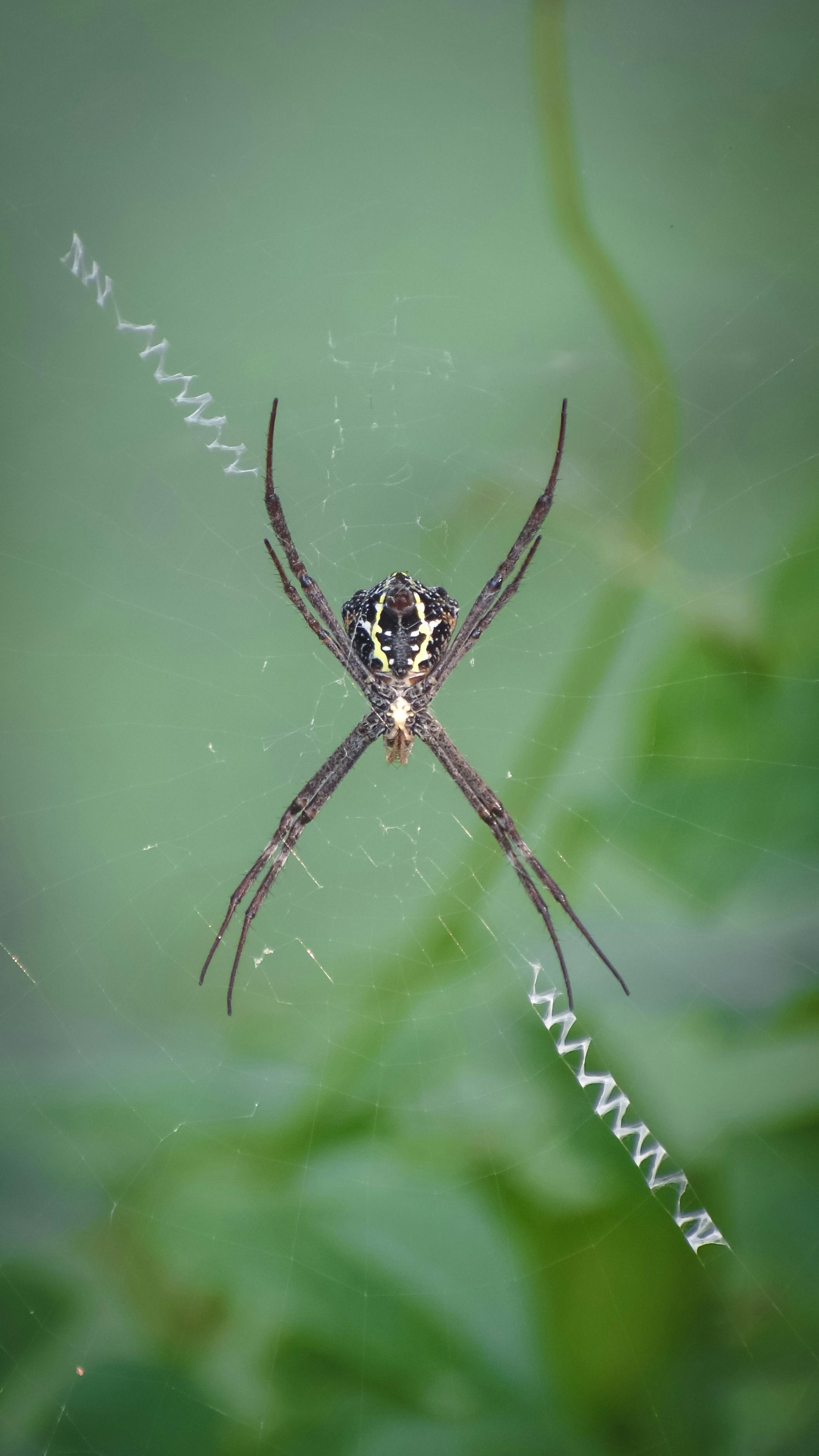 Hanging Spiders Photos, Download The BEST Free Hanging Spiders Stock ...