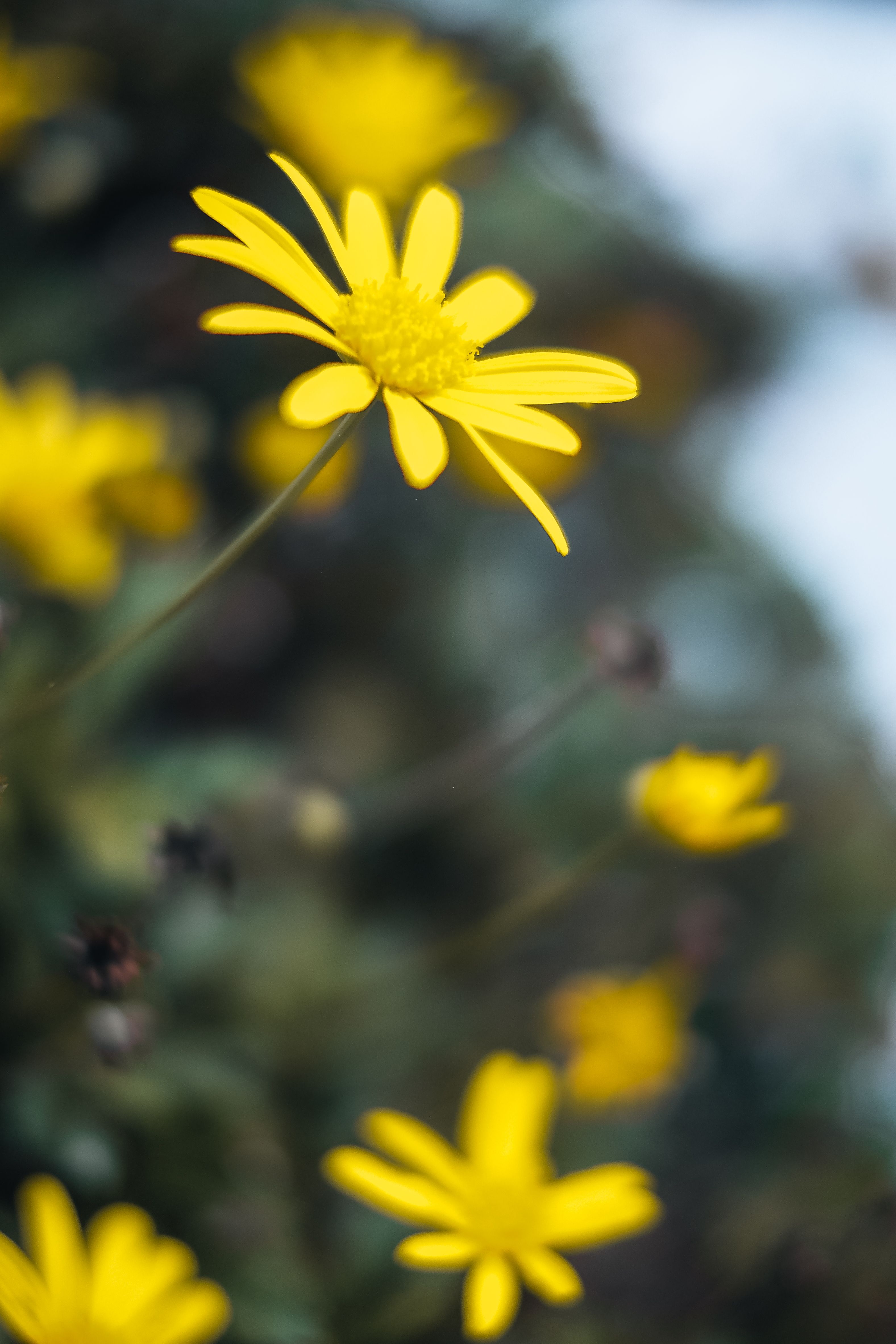 Close-Up Photo of a Yellow Euryops Flower Blooming in a Garden · Free ...