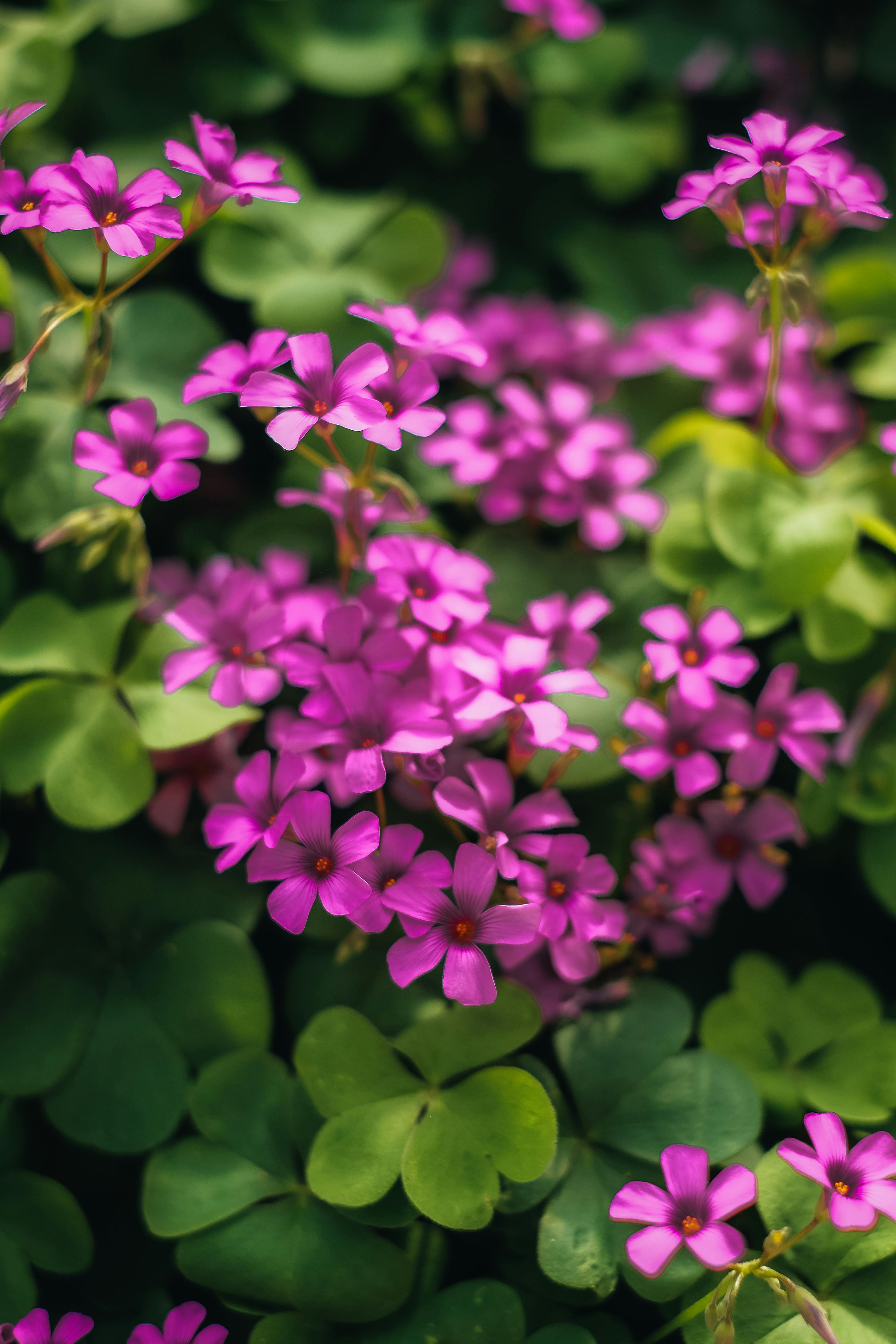 Close-up of Delicate Purple Flowers · Free Stock Photo