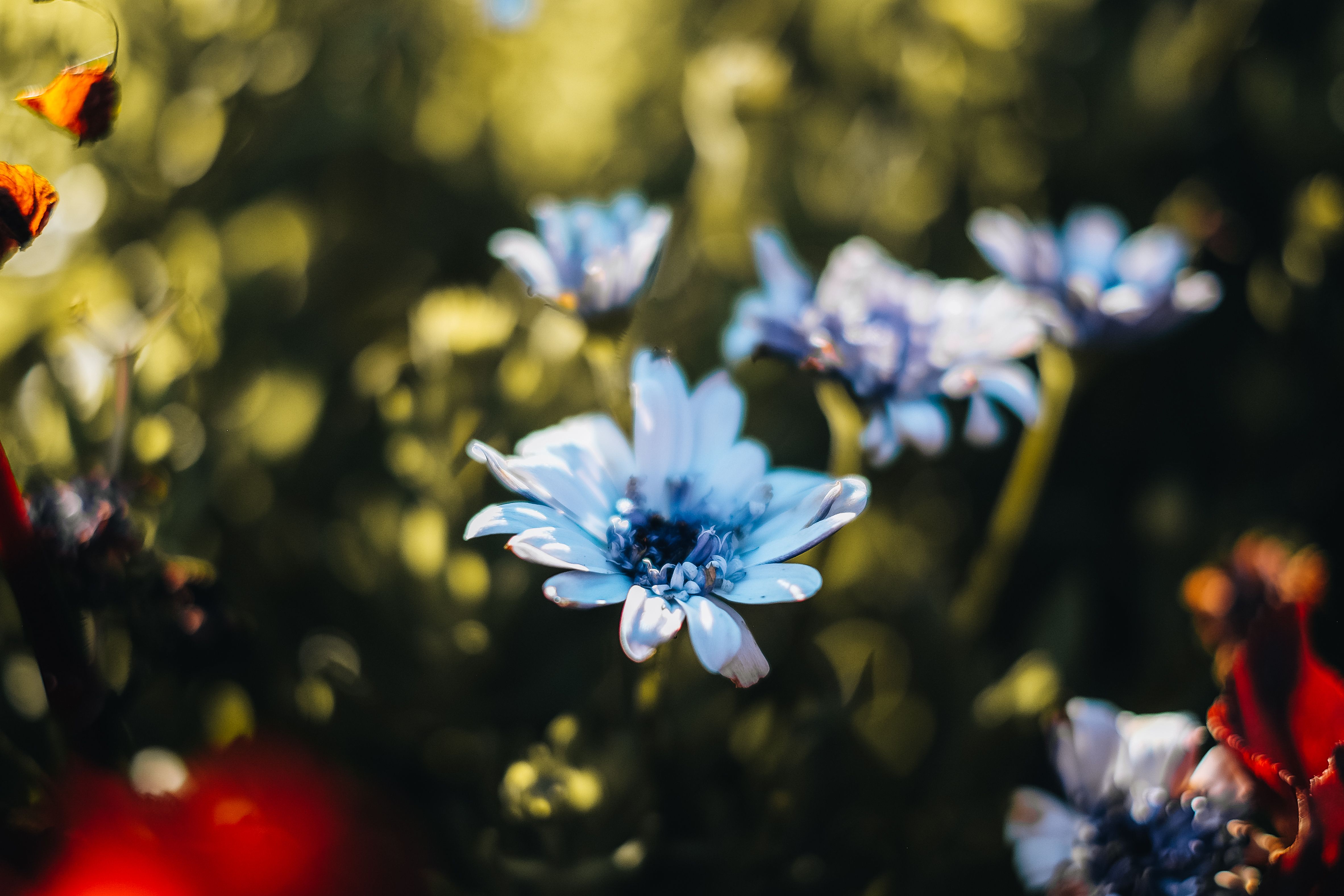 Royal Blue Nature Photos, Download The BEST Free Royal Blue Nature ...