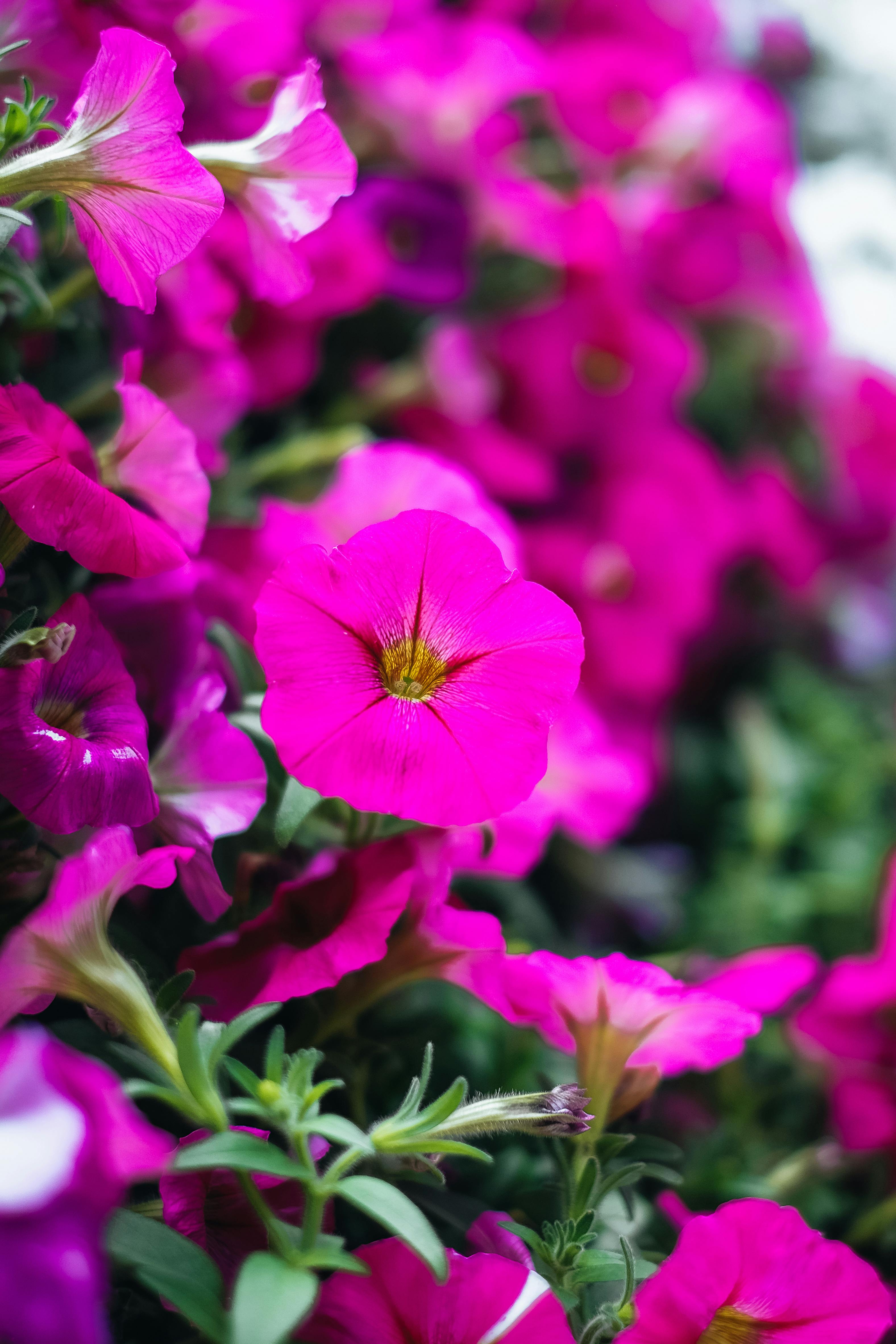 Red And Purple Petaled Flowers · Free Stock Photo