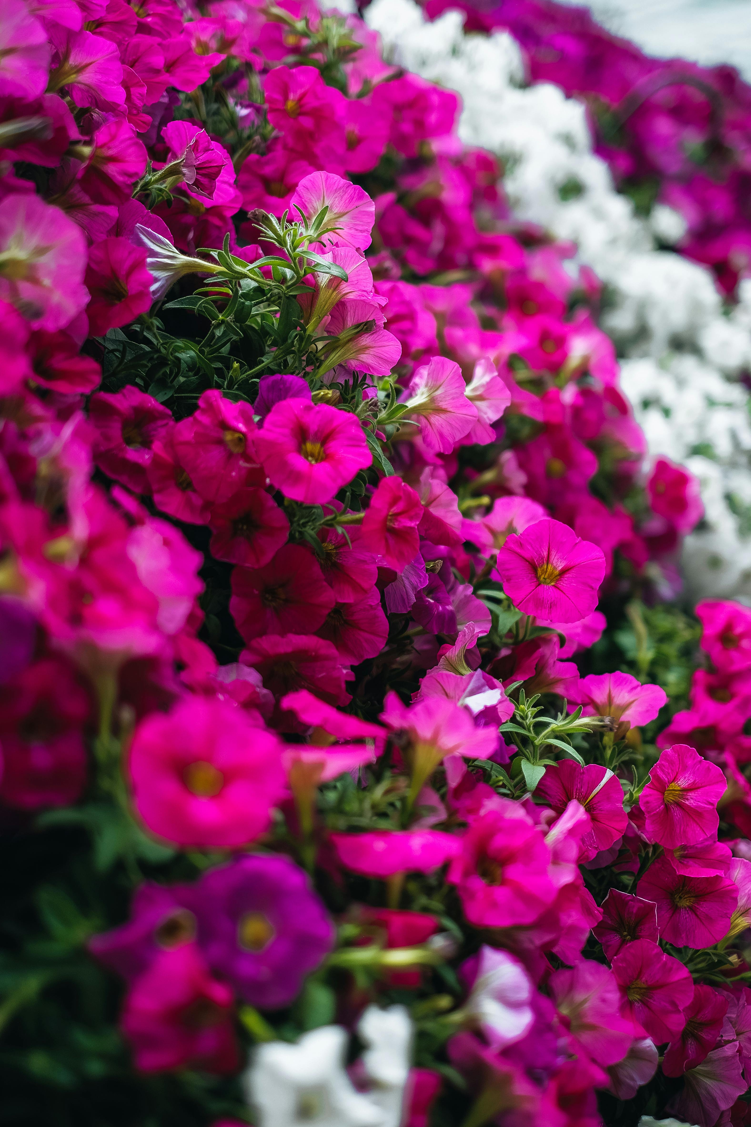 Close up of Pink Flowers · Free Stock Photo