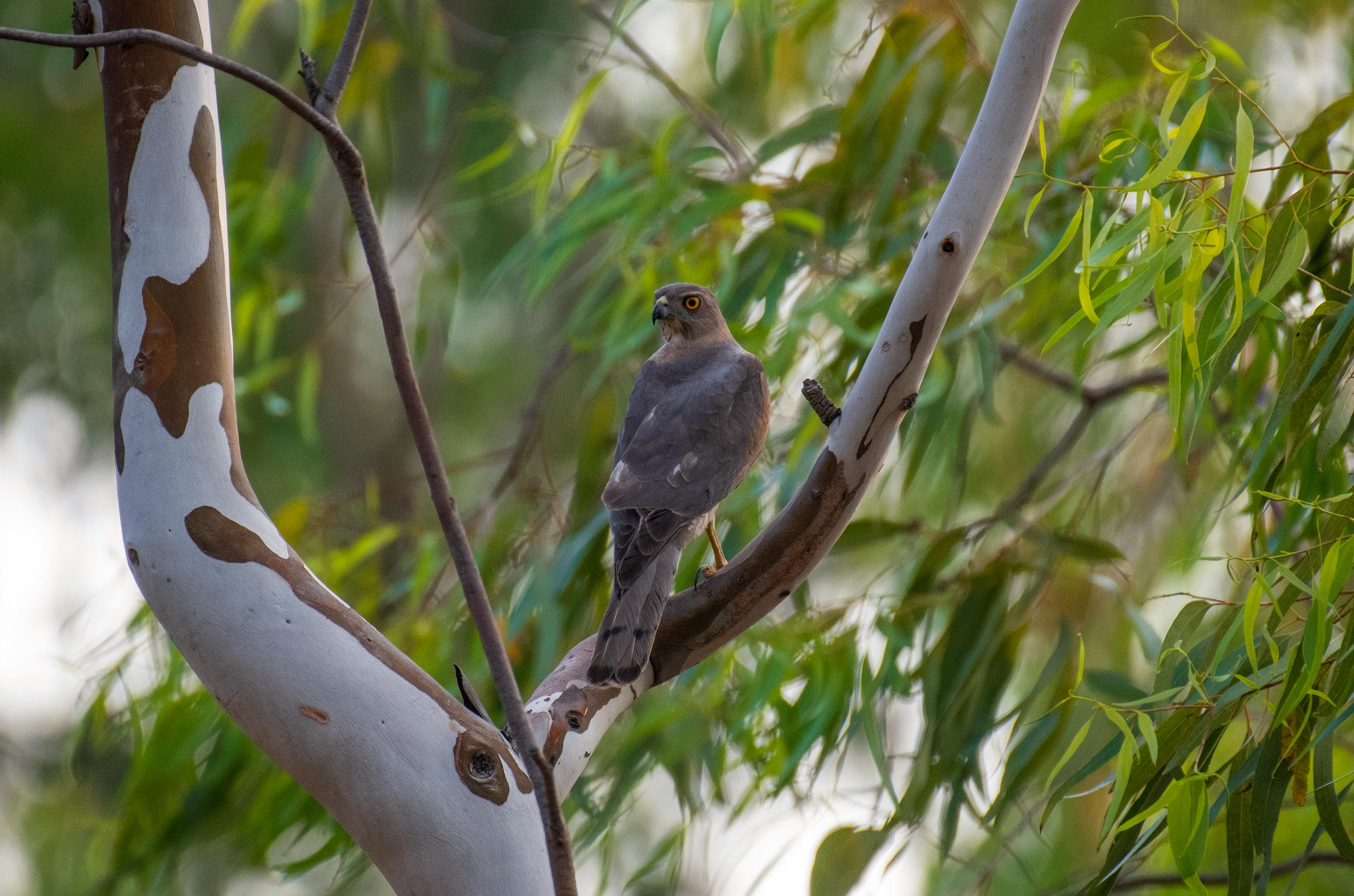 Permen Karen Bird Photos, Download The BEST Free Permen Karen Bird ...