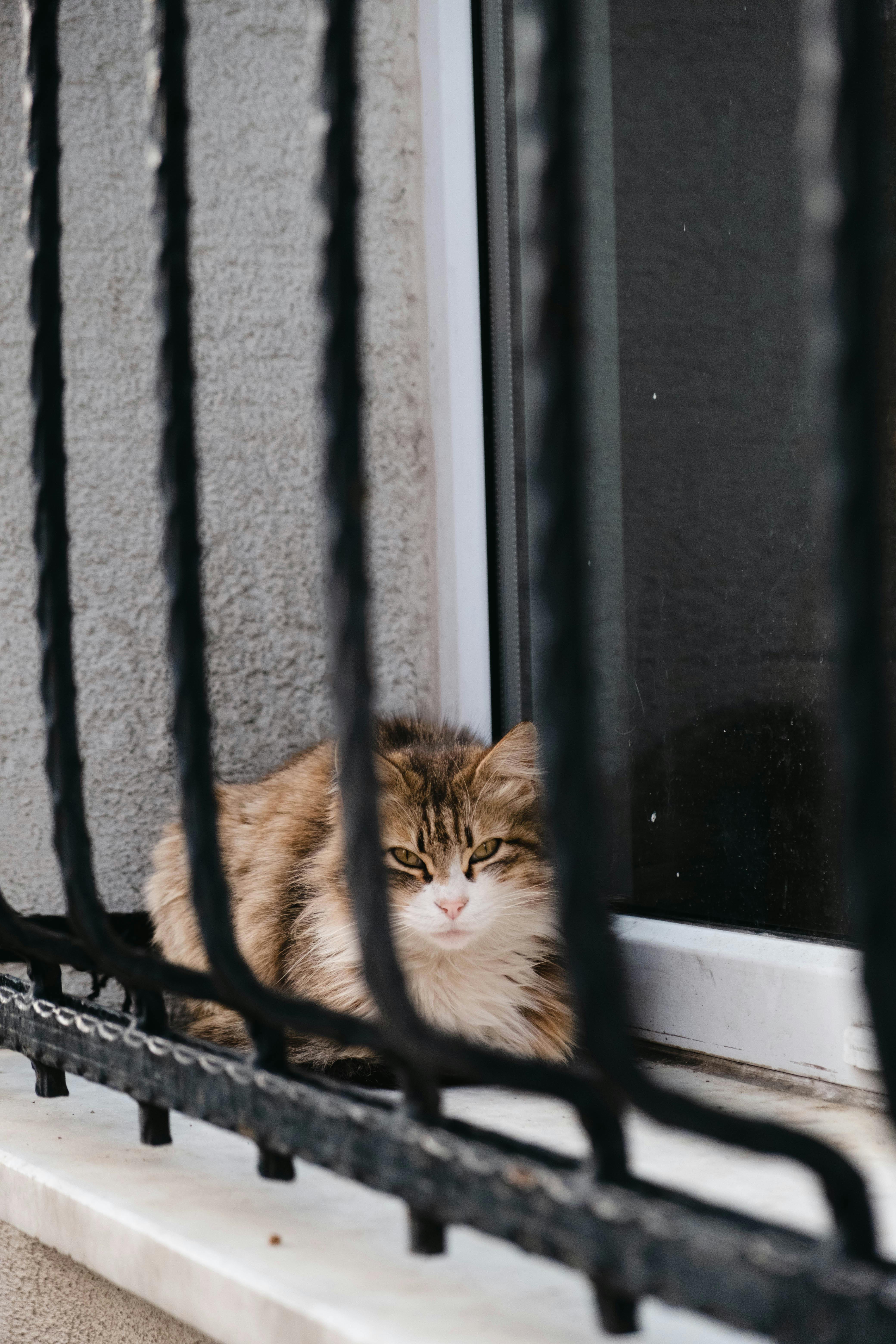 Cat behind Bars over Window · Free Stock Photo
