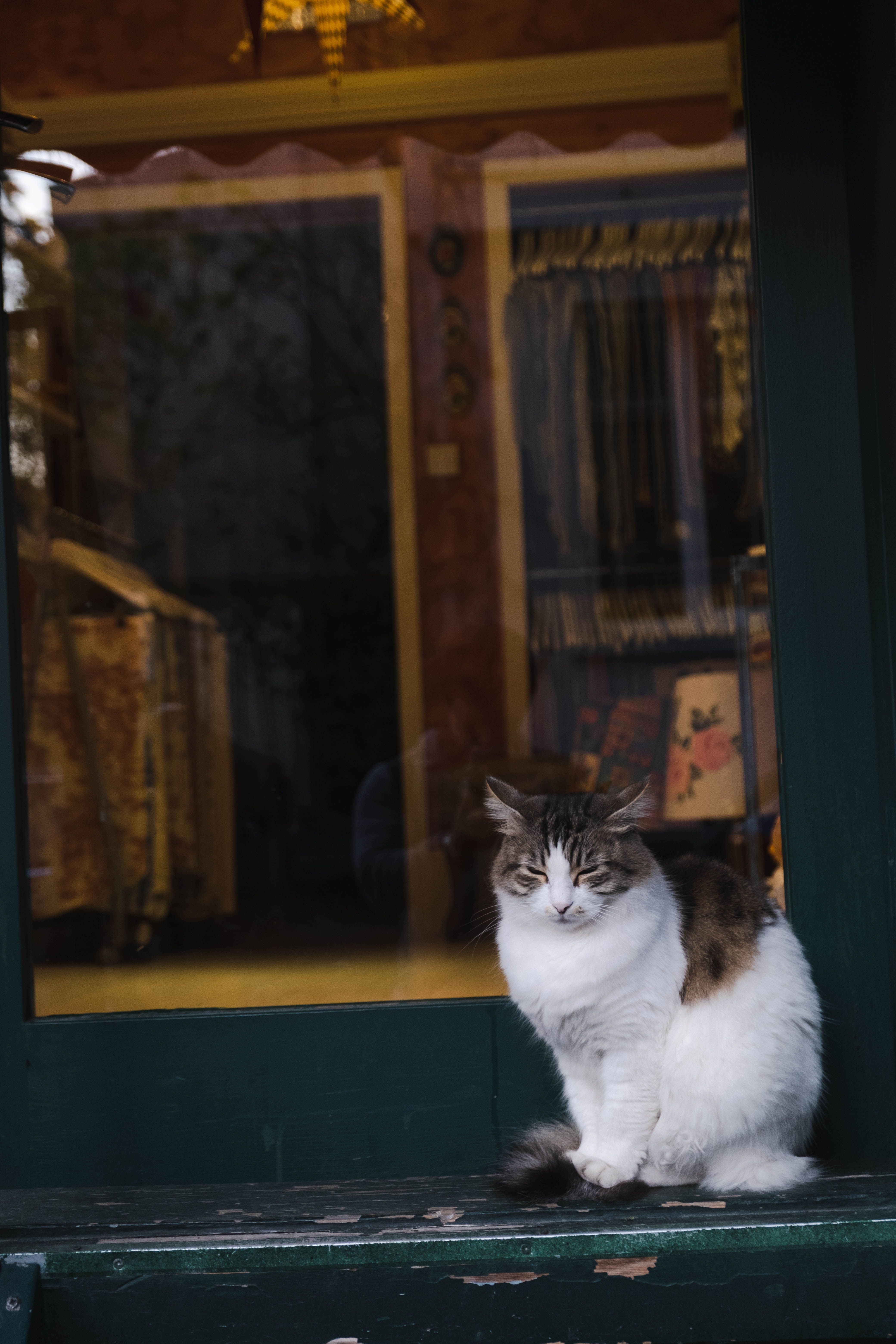 A Cat Sitting Outdoors · Free Stock Photo