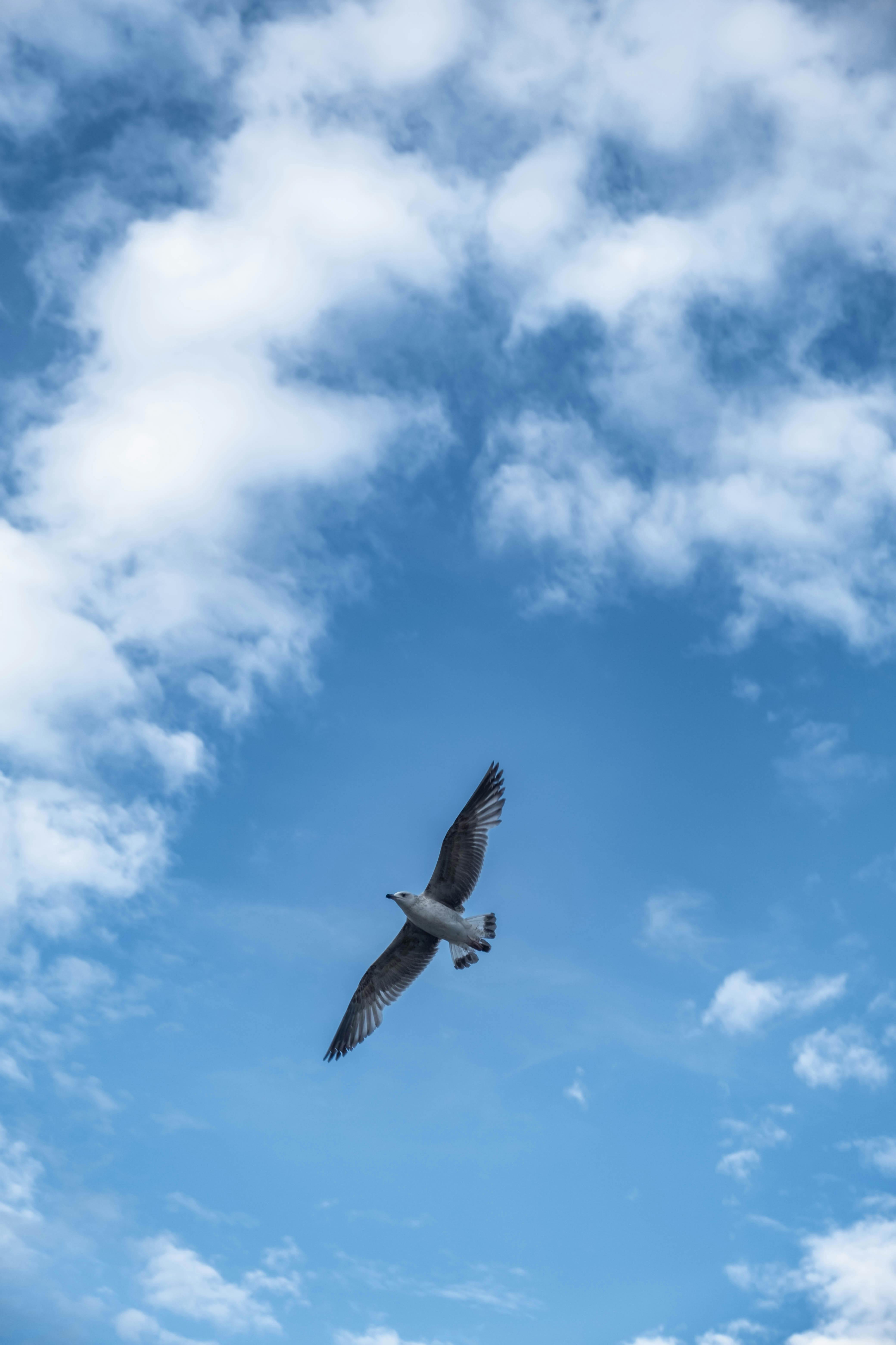 Birds Flying Under a Sky · Free Stock Photo
