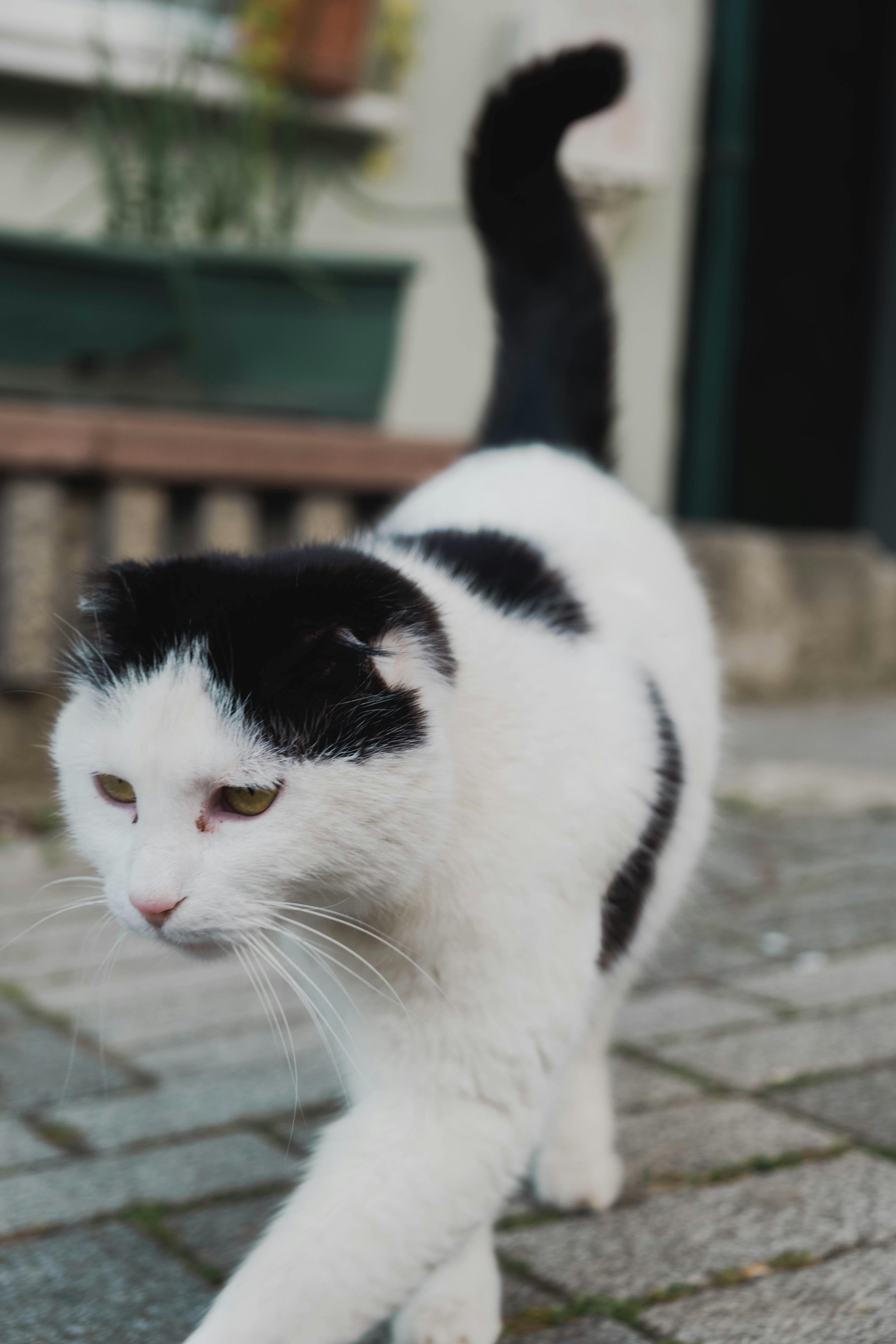 Black And White Cat Photos, Download The BEST Free Black And White Cat ...