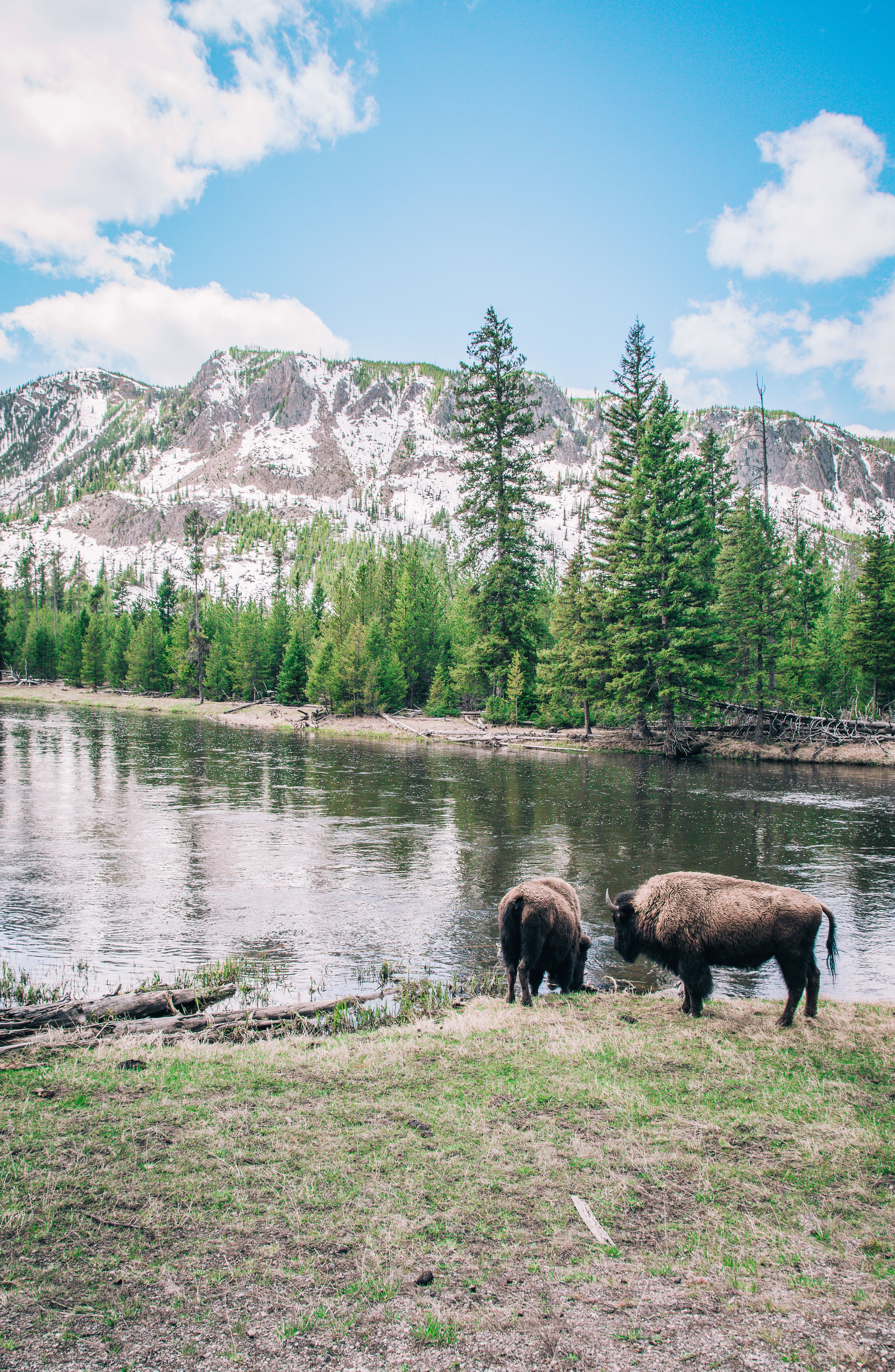 500+ Fotos y Imágenes de Yellowstone vlci Gratis · Banco de Fotos Gratis