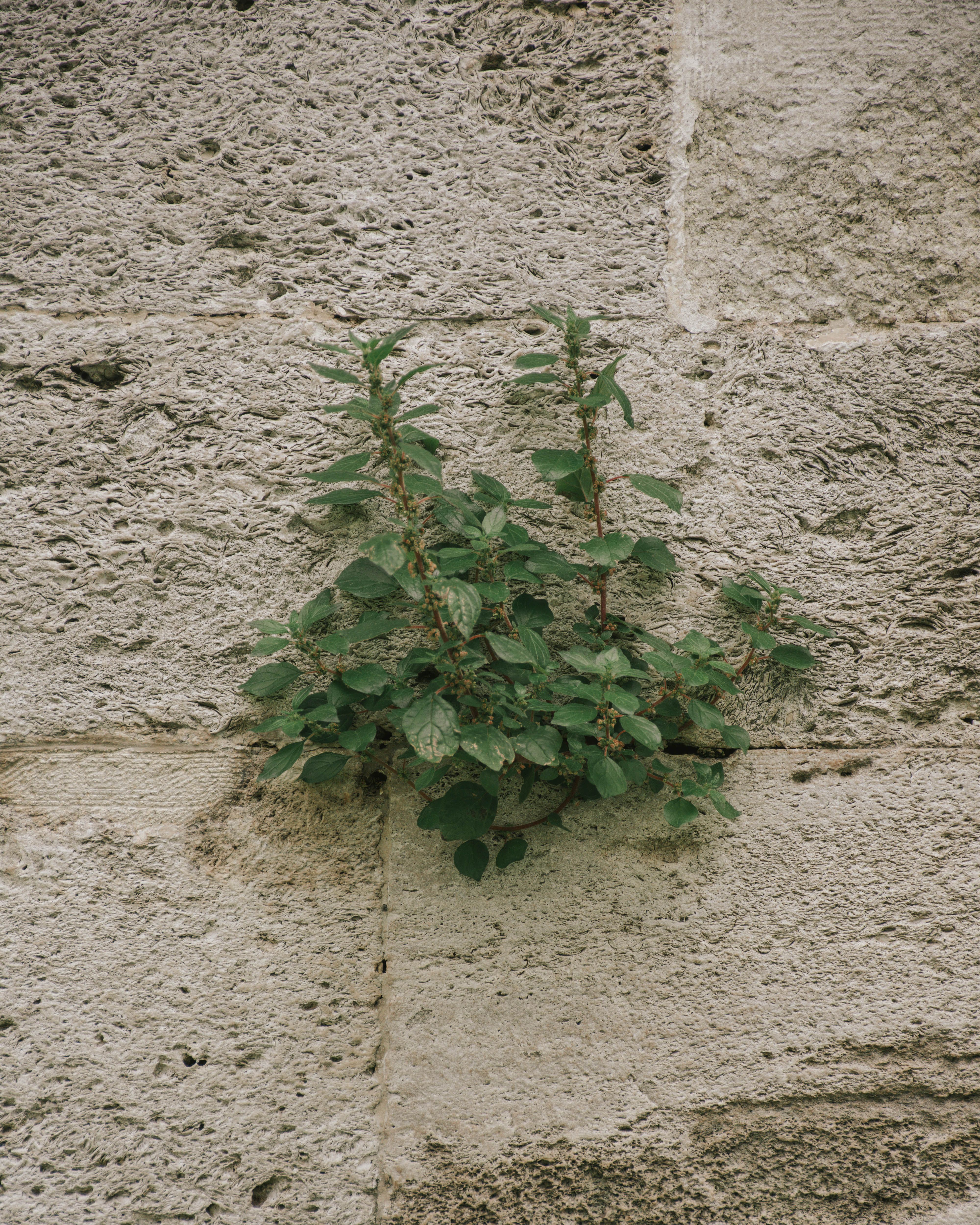 Plant Growing Out of Wall · Free Stock Photo