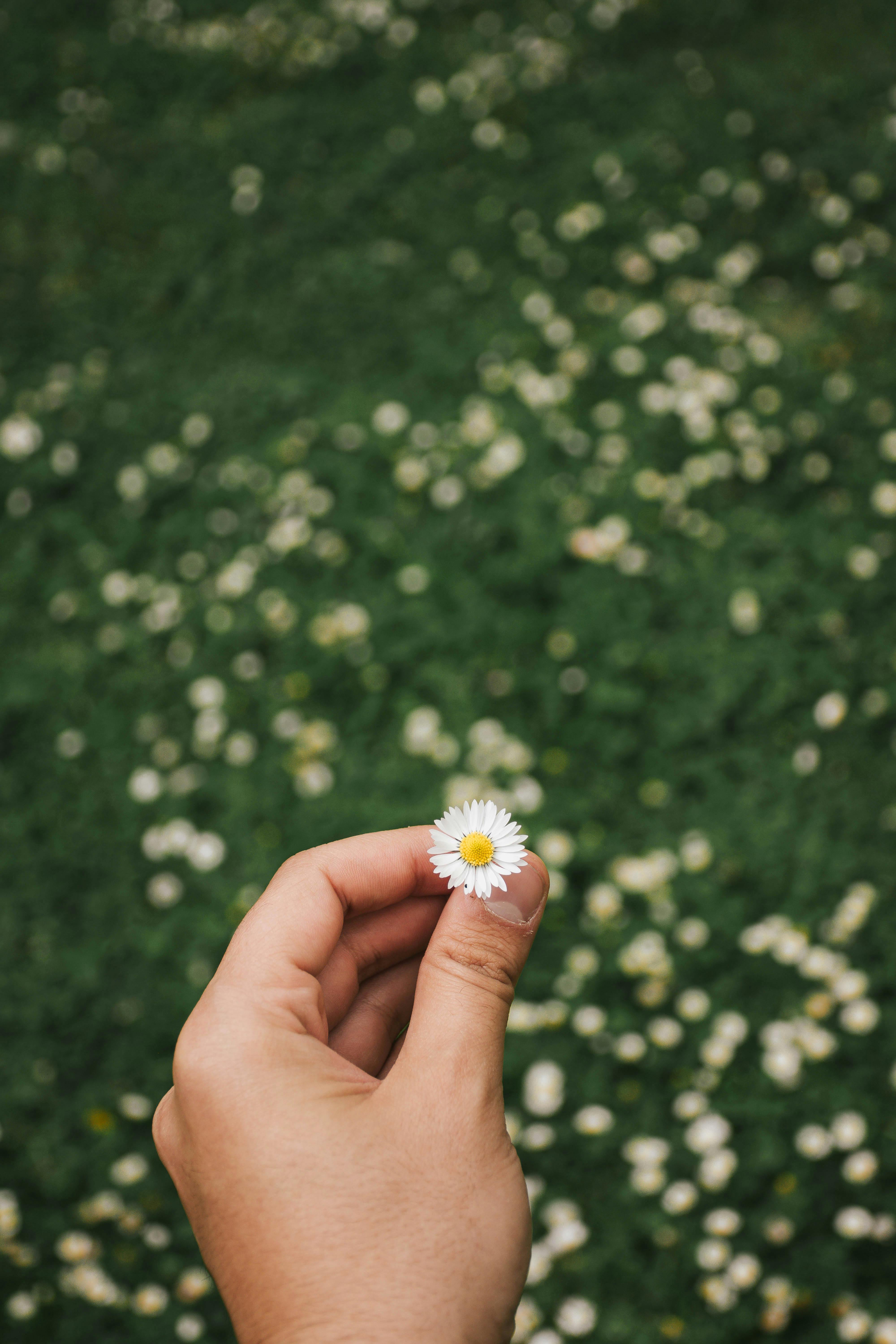 Hand Holding Cute Daisy Flower · Free Stock Photo