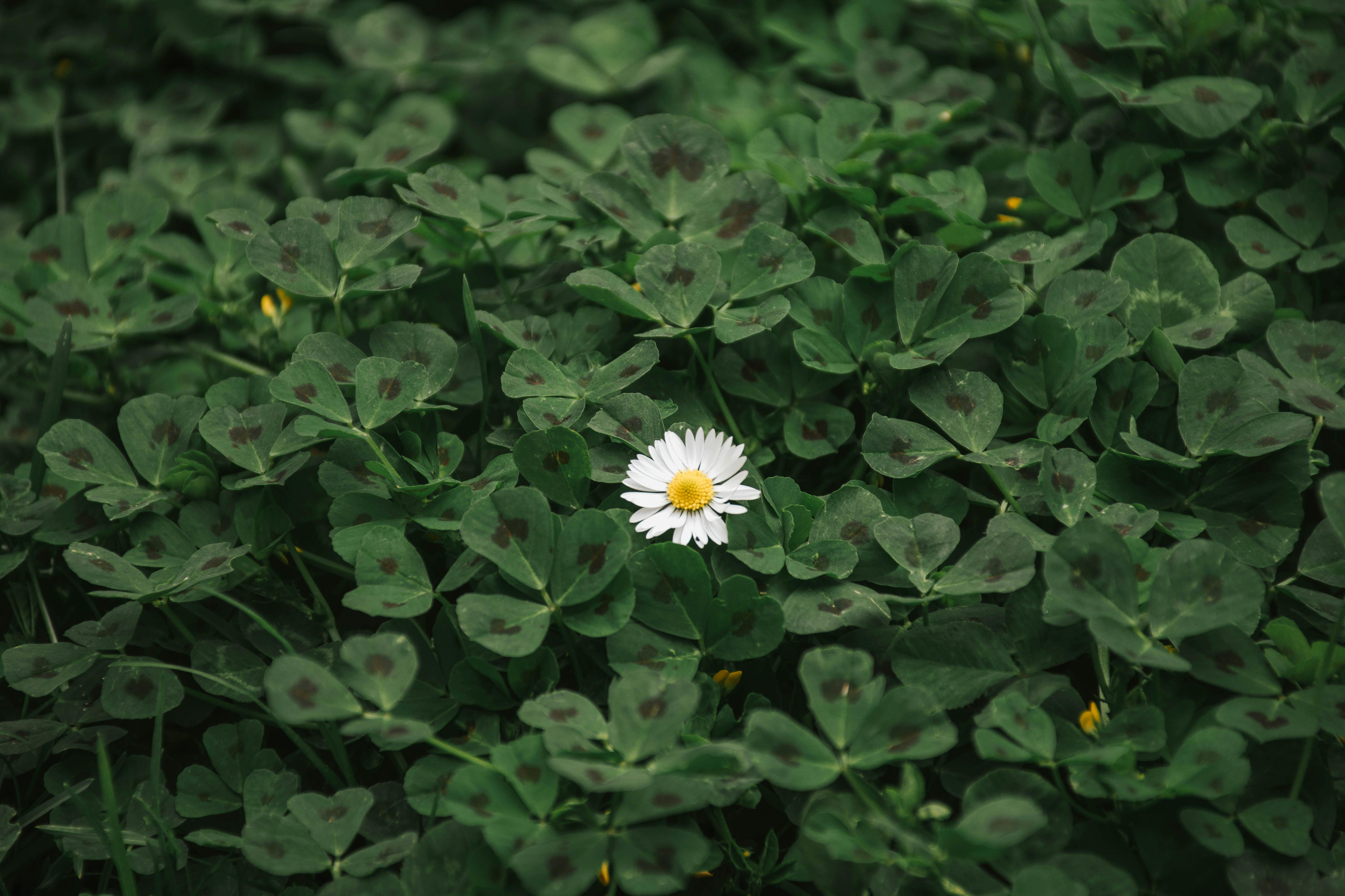 Green Clover Photos, Download The BEST Free Green Clover Stock Photos ...
