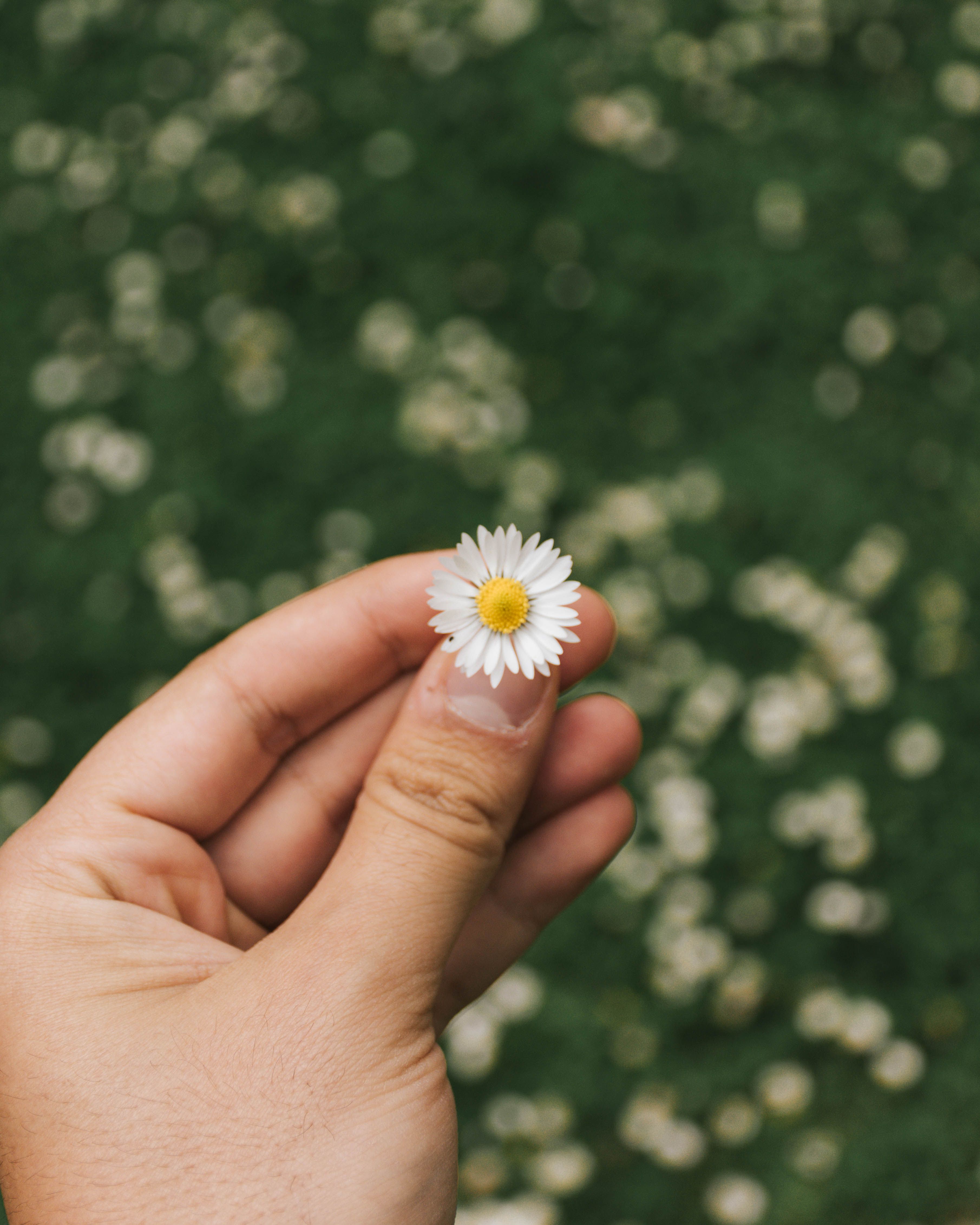 Daisy in Hand · Free Stock Photo