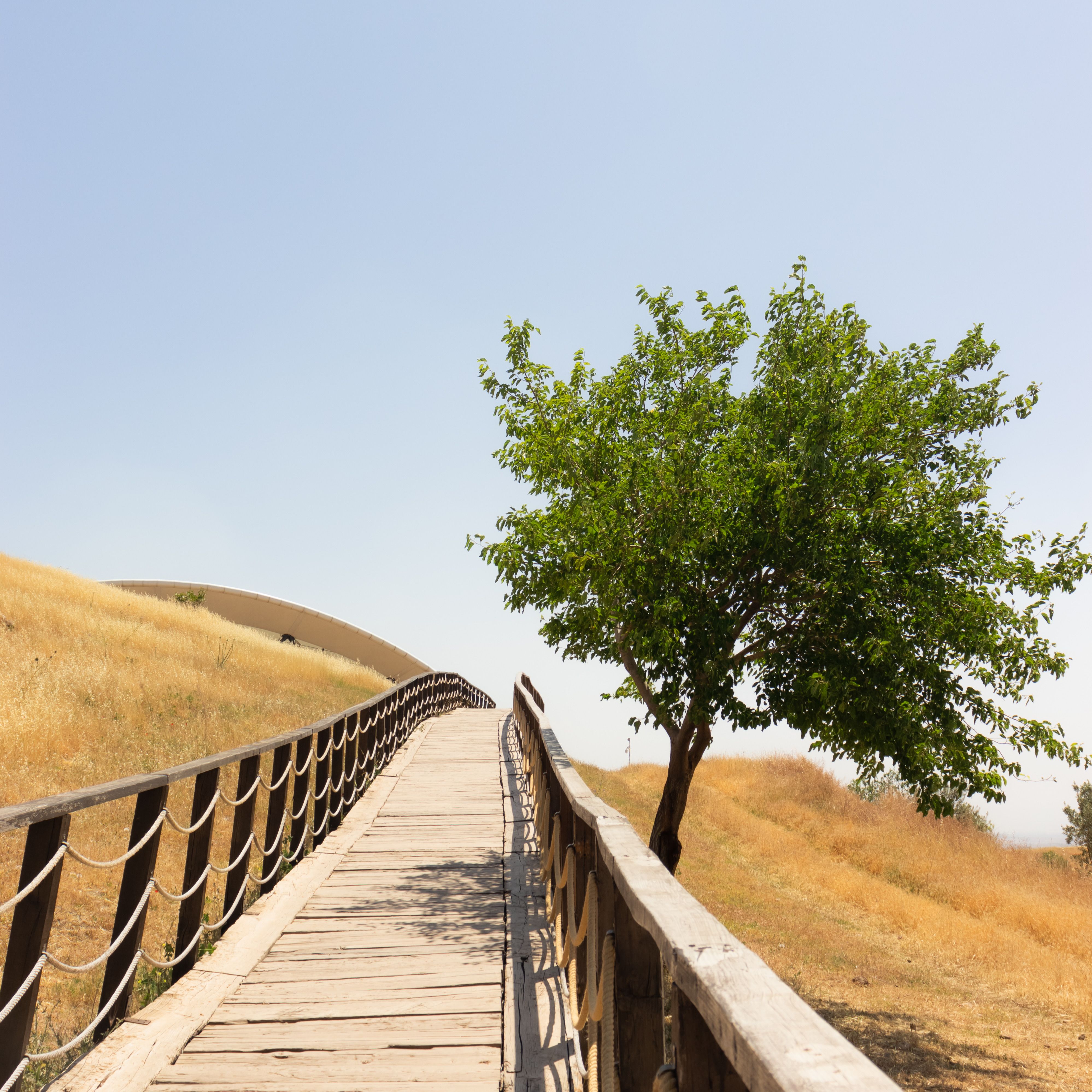 Wooden Boardwalk by Tree · Free Stock Photo