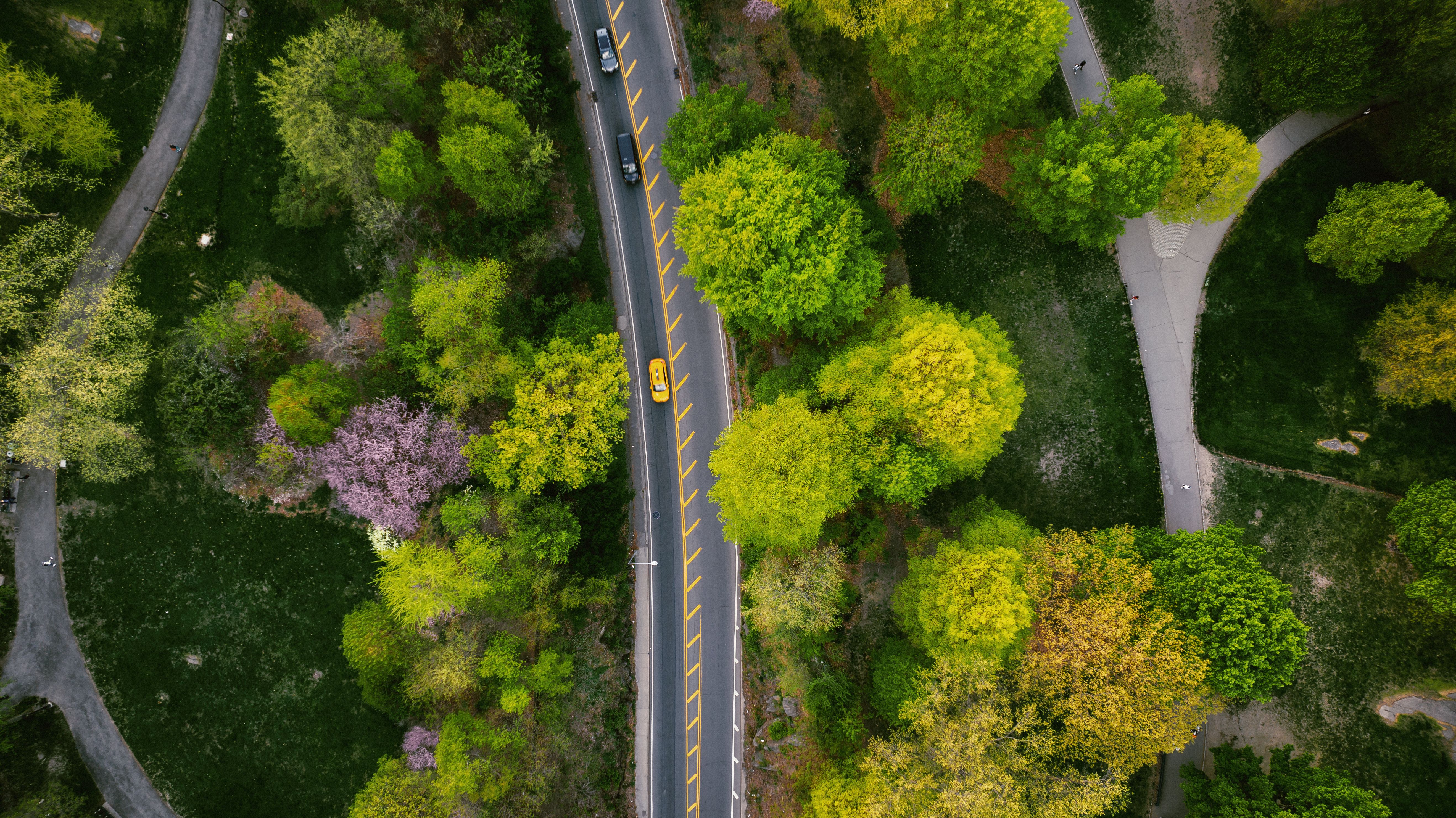 Top View of an Asphalt Road between Green Trees · Free Stock Photo