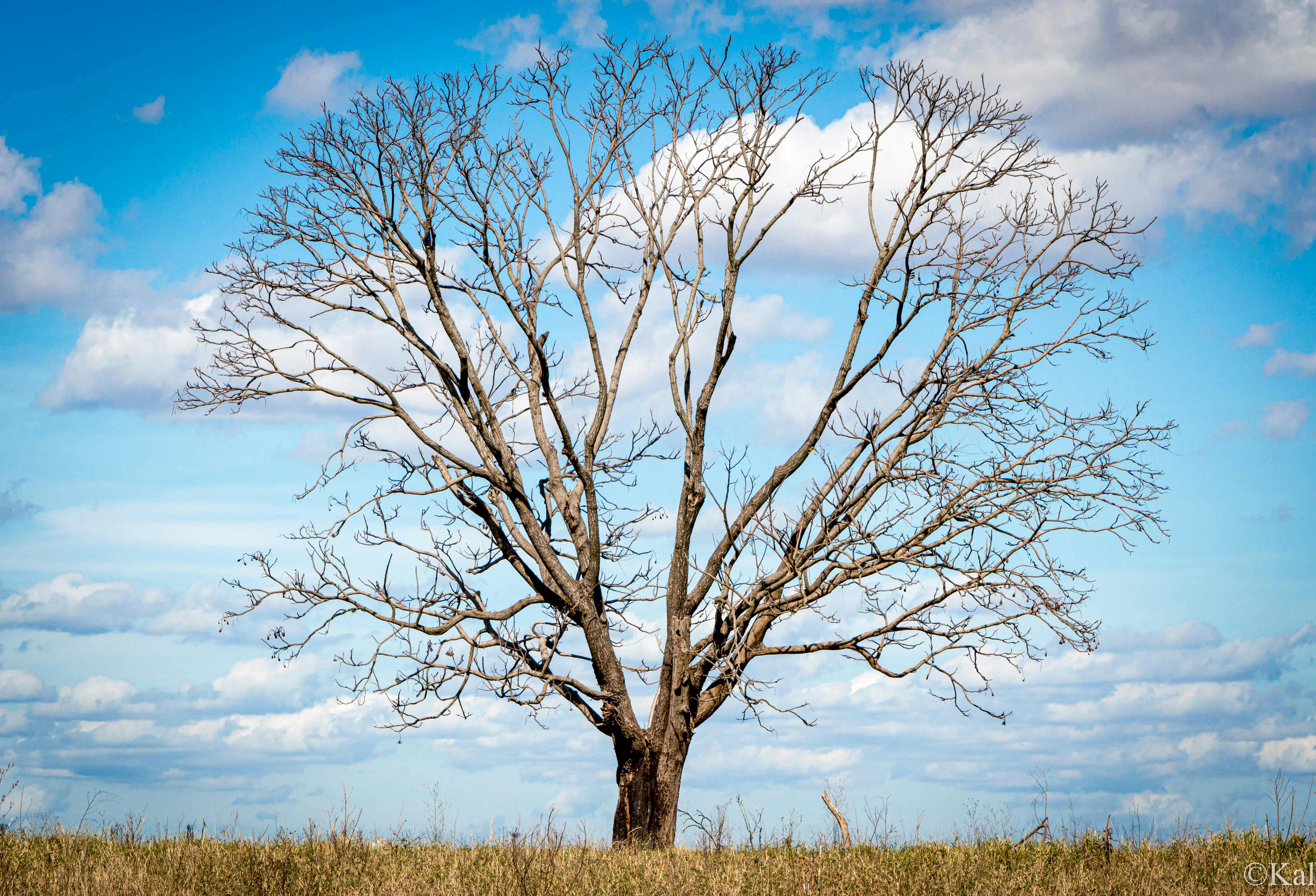 Big Bare Tree in Countryside · Free Stock Photo
