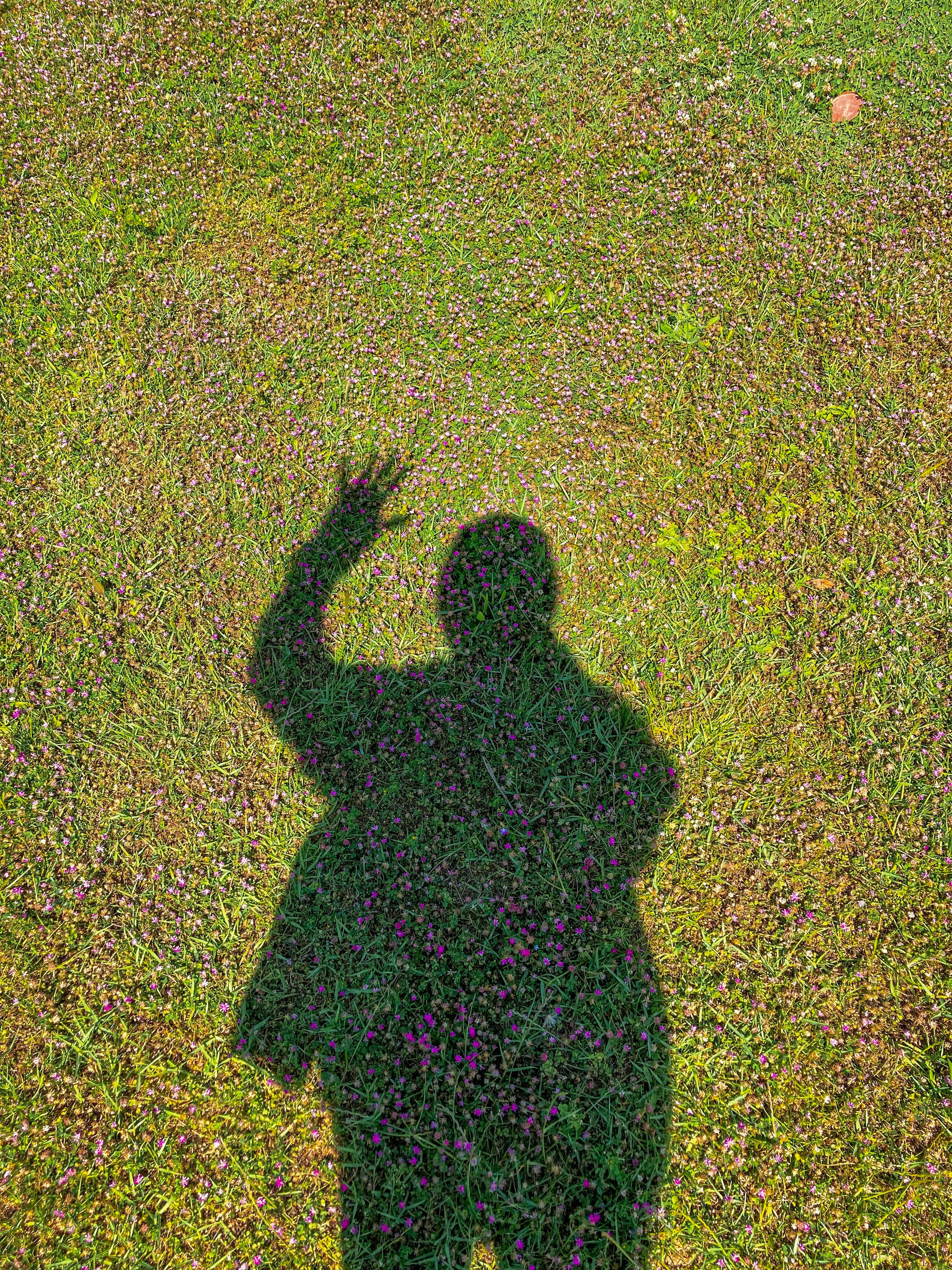 A Shadow on the Ground · Free Stock Photo