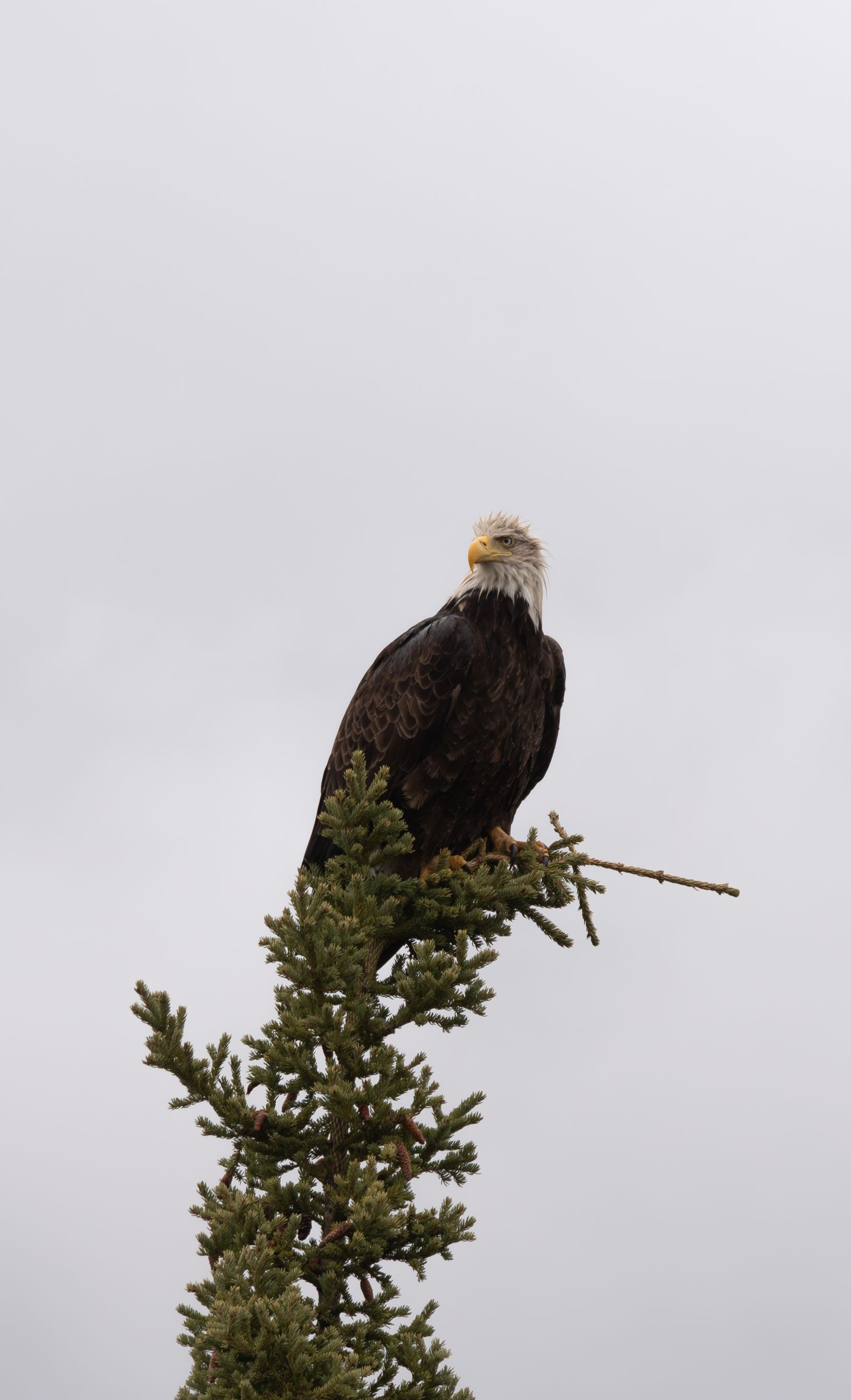 An Eagle Perched on the Stem of a Tree while Spreading it's Wings ...