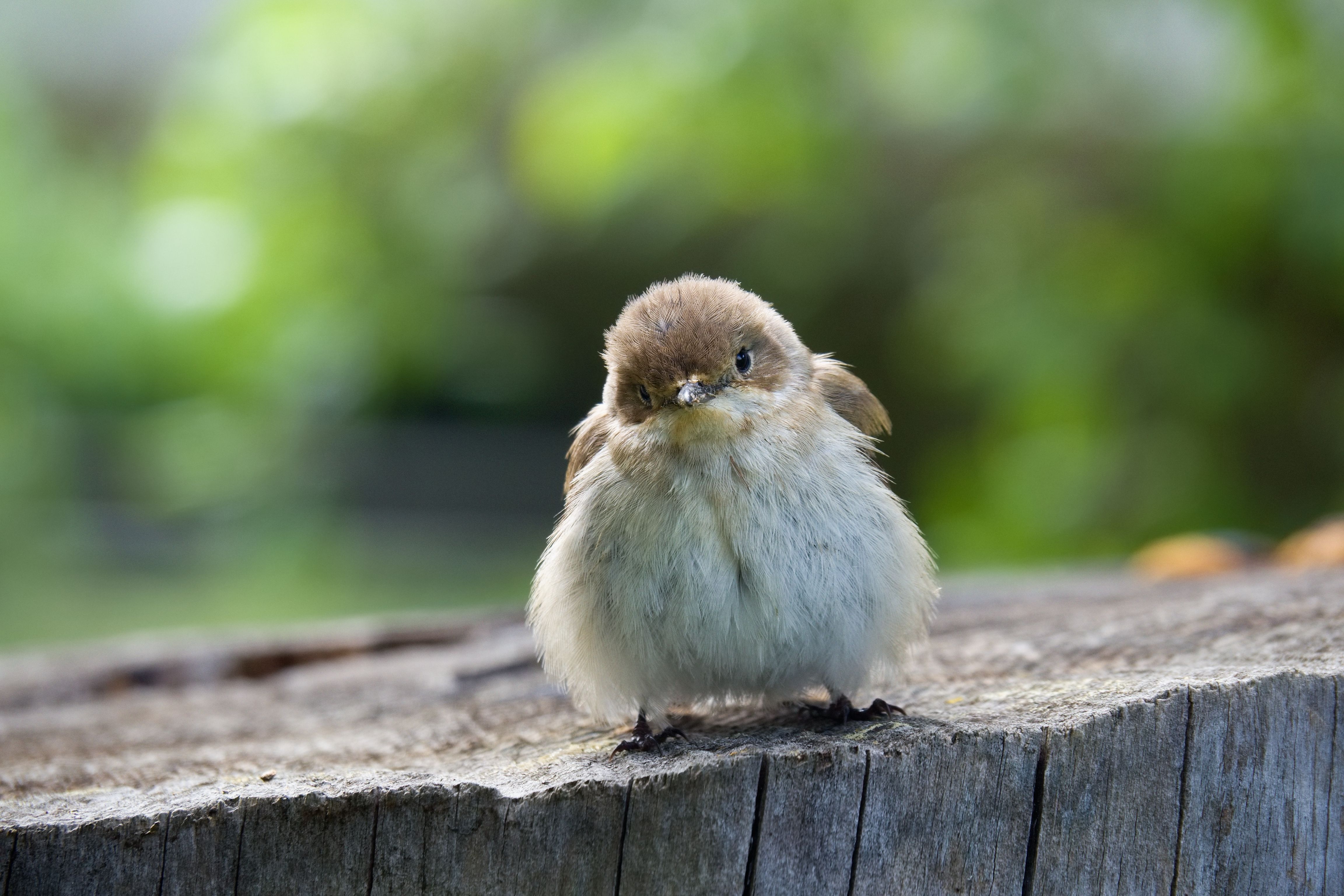 Chick Perching on Stump · Free Stock Photo