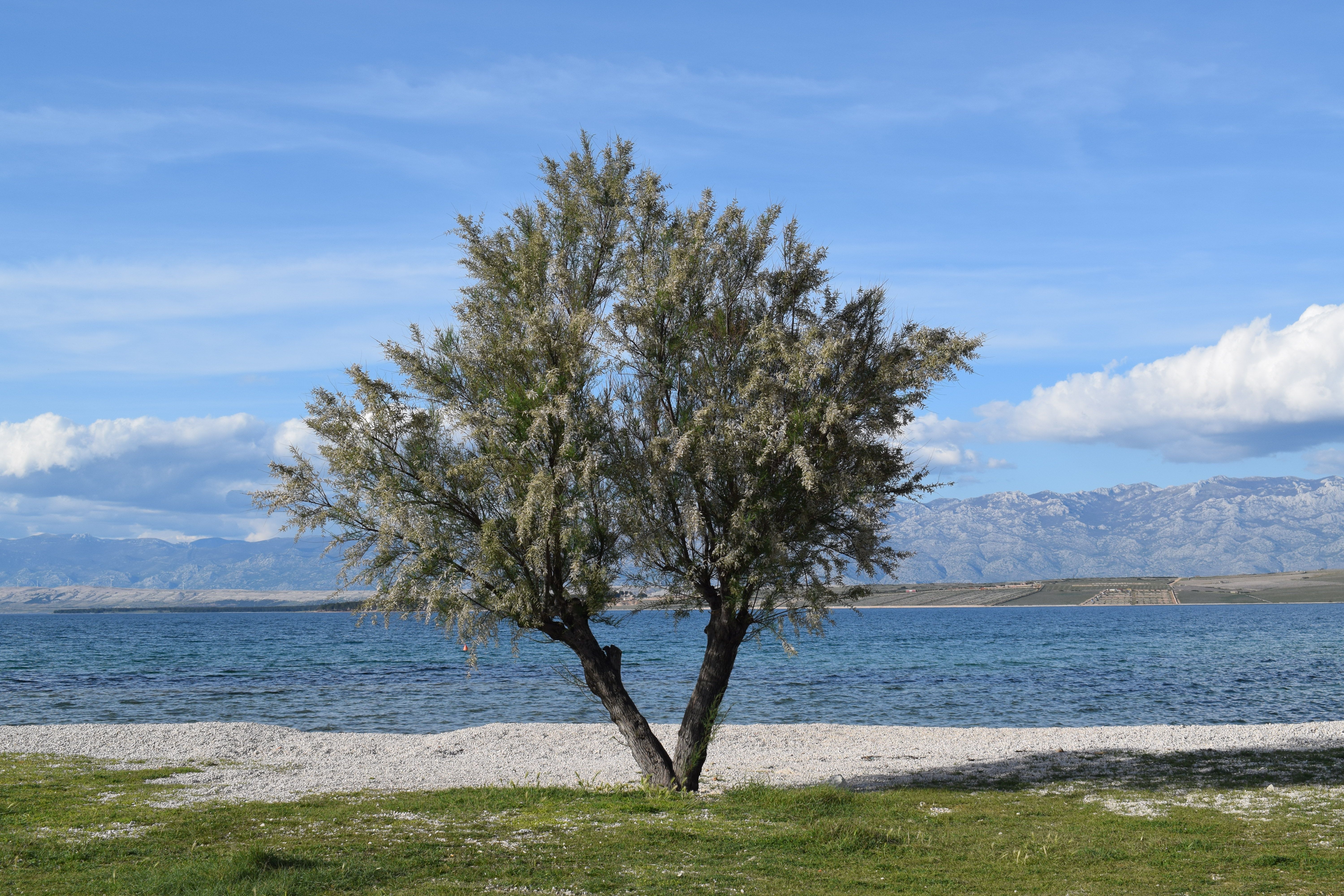 Olive Tree at Coast · Free Stock Photo