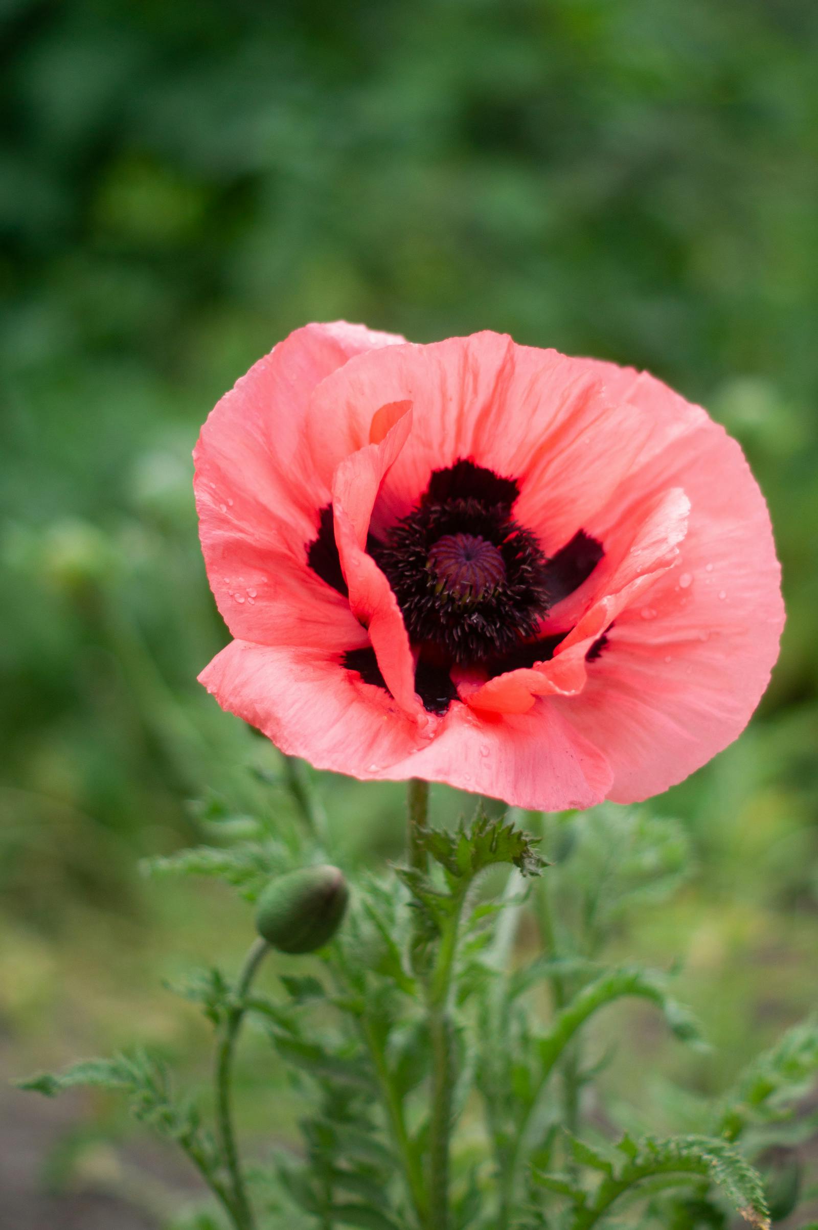 Poppy Images Photos, Download The BEST Free Poppy Images Stock Photos ...