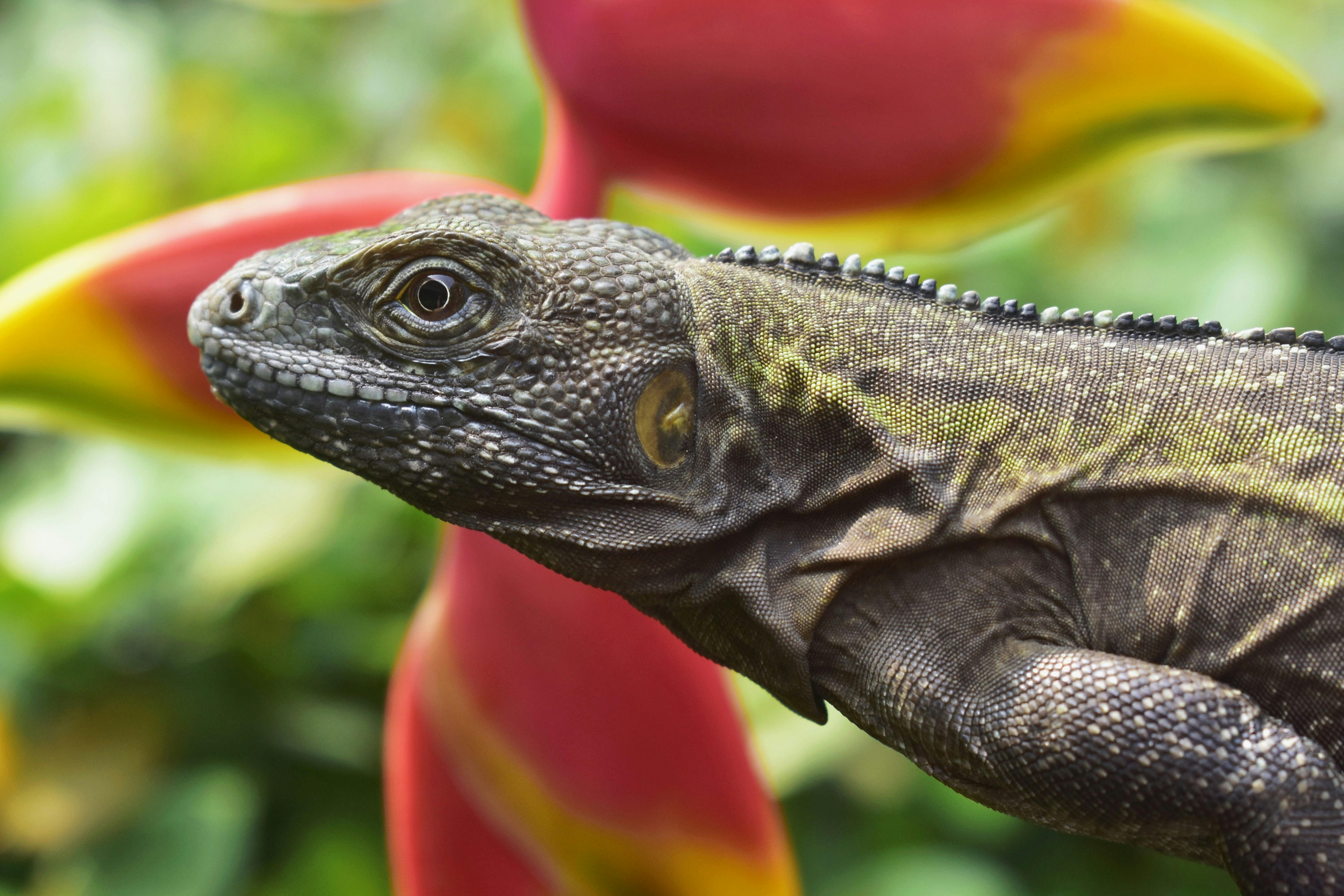 Orange Black Green Lizard · Free Stock Photo