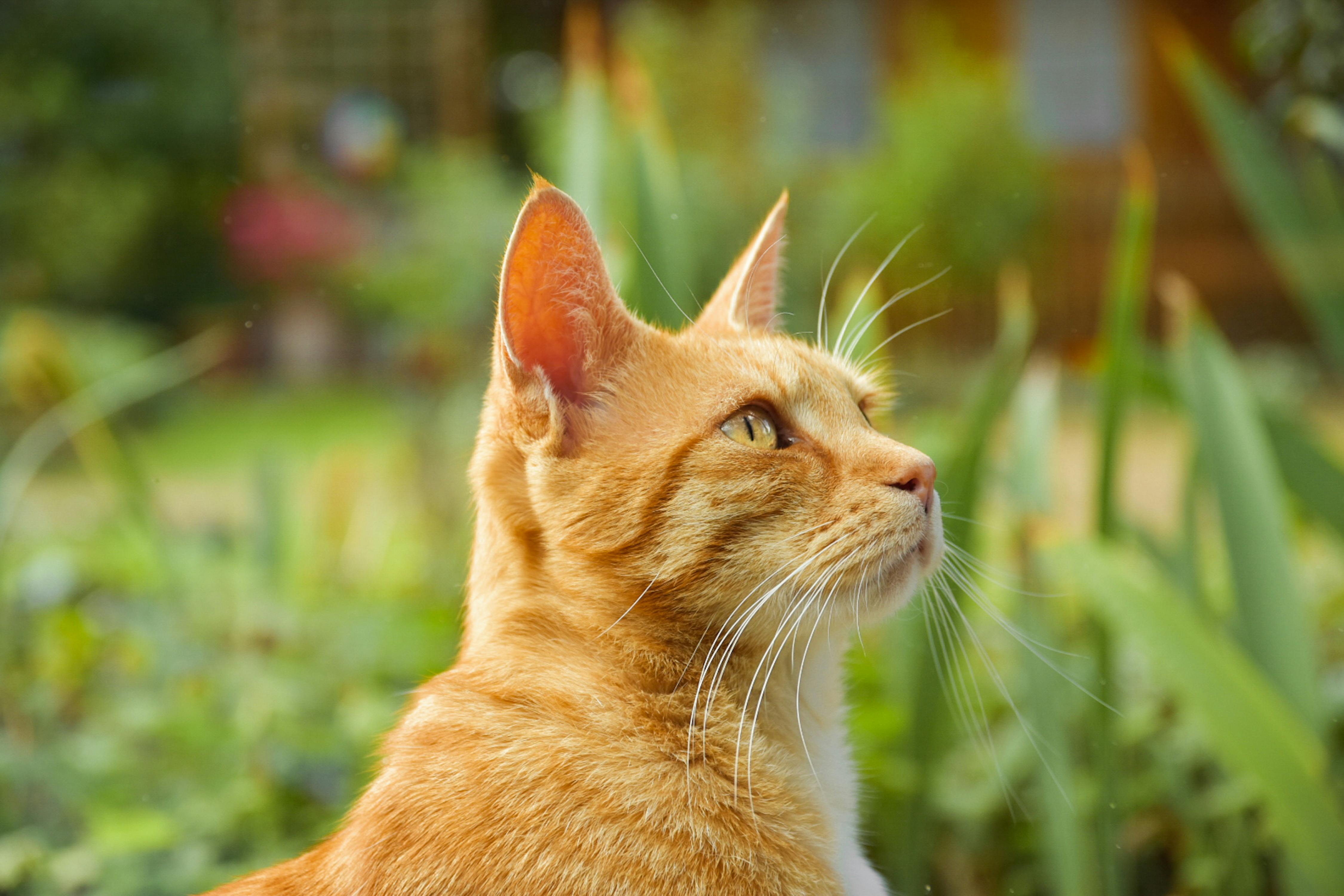 Technical Cat Photos, Download The BEST Free Technical Cat Stock Photos ...