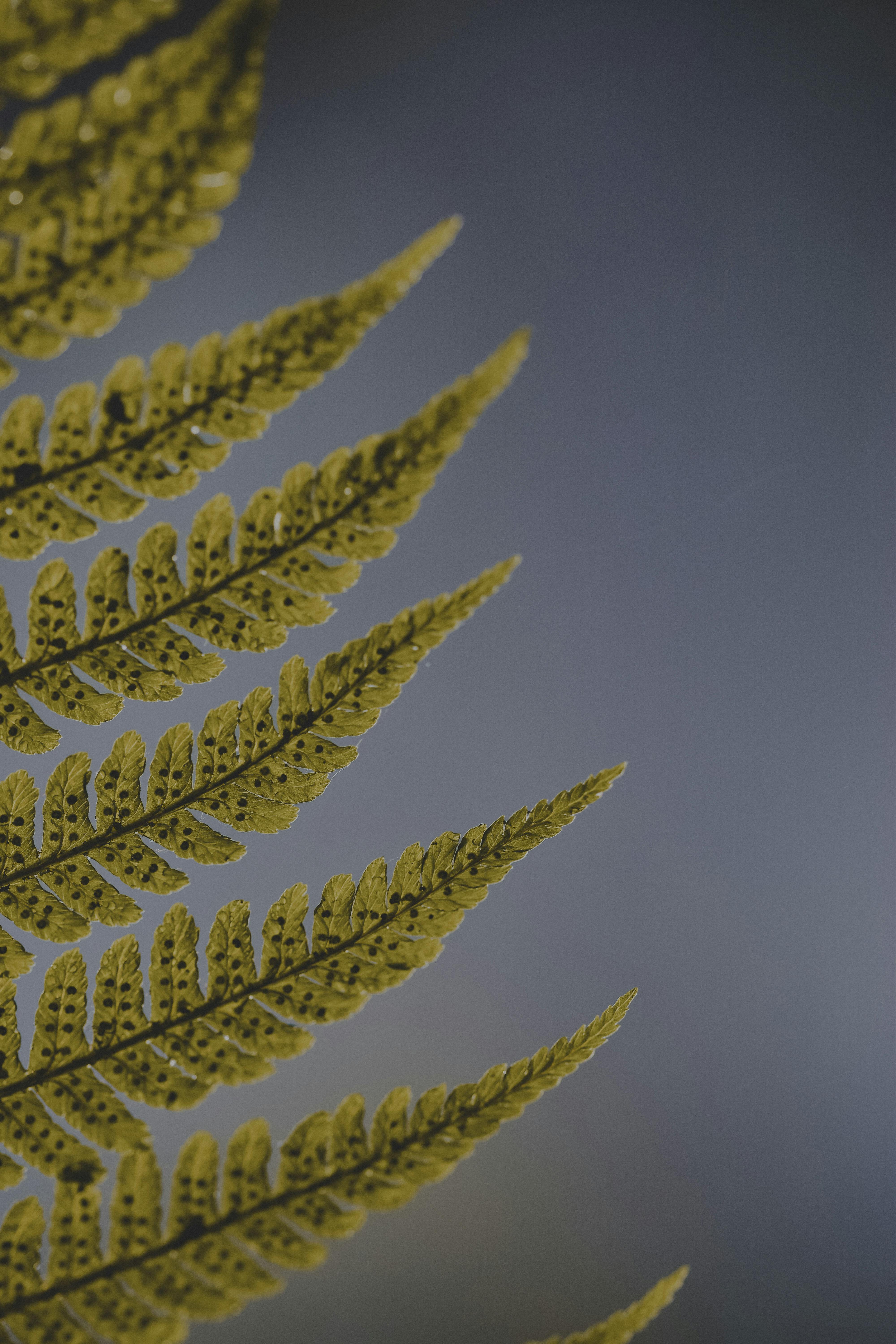 Foto de stock gratuita sobre al aire libre, biodiversidad, bioma ...