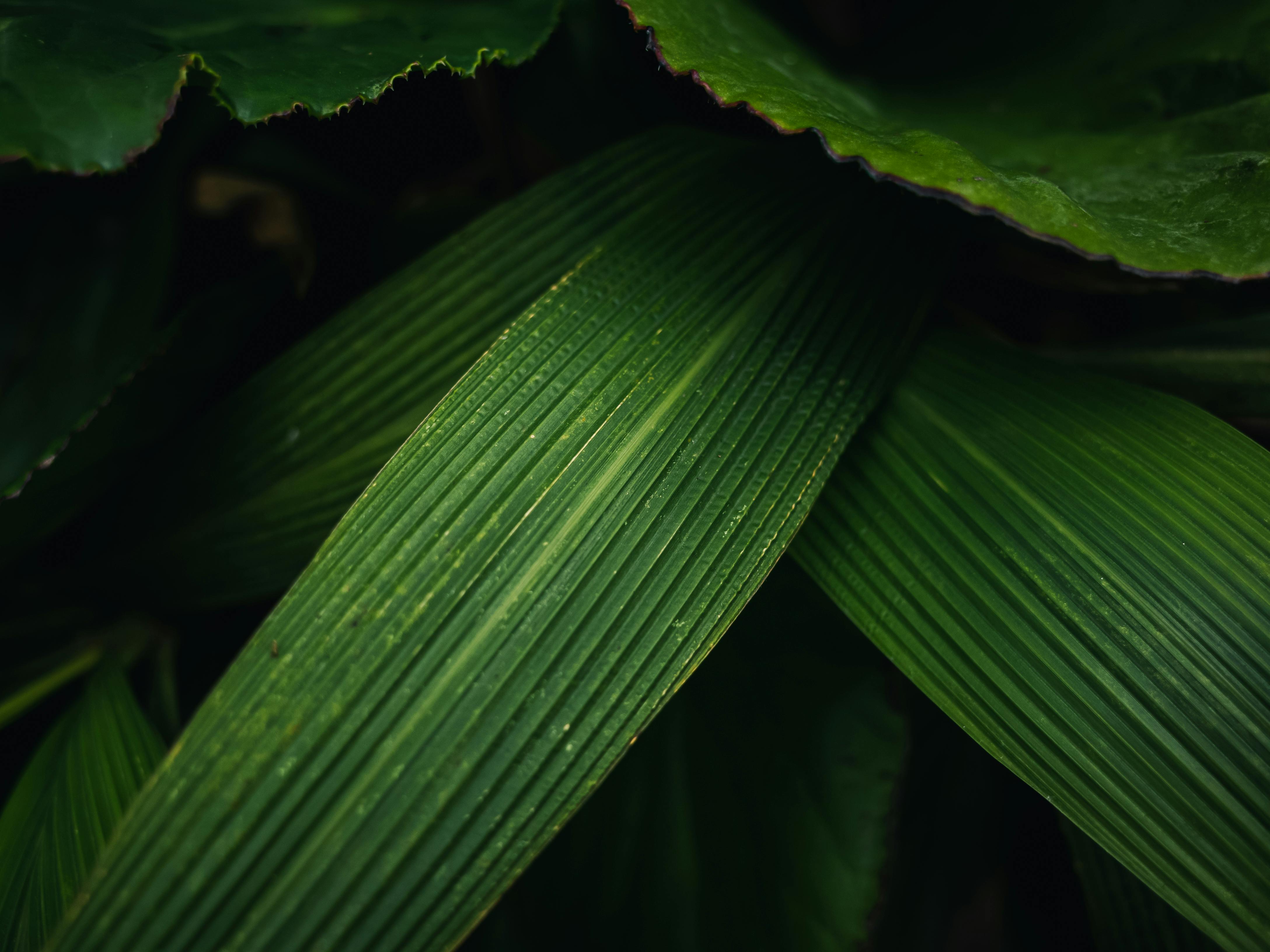 Focus Photography of Green Leaf Plant · Free Stock Photo