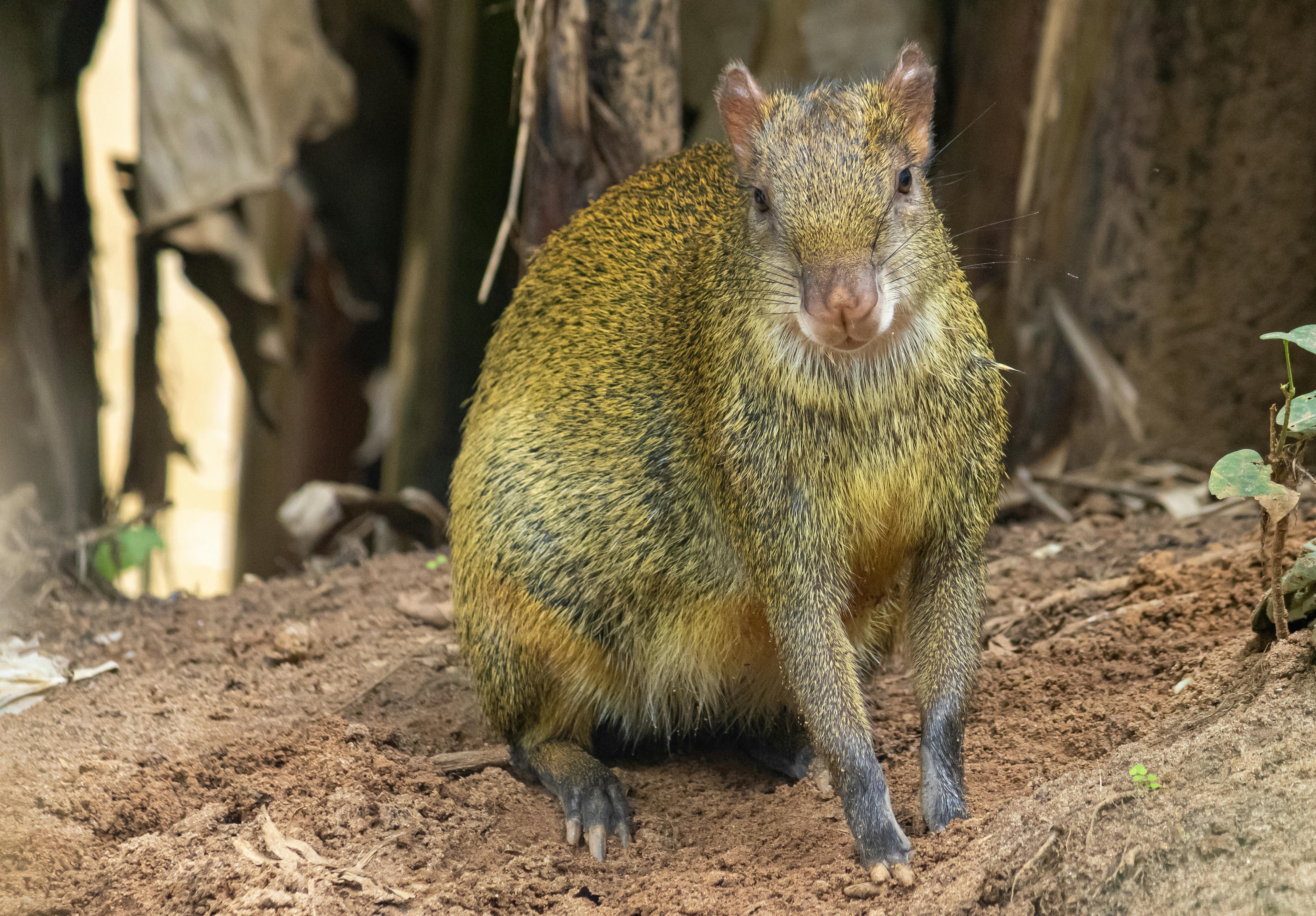 Close-up of a Wild Rodent · Free Stock Photo