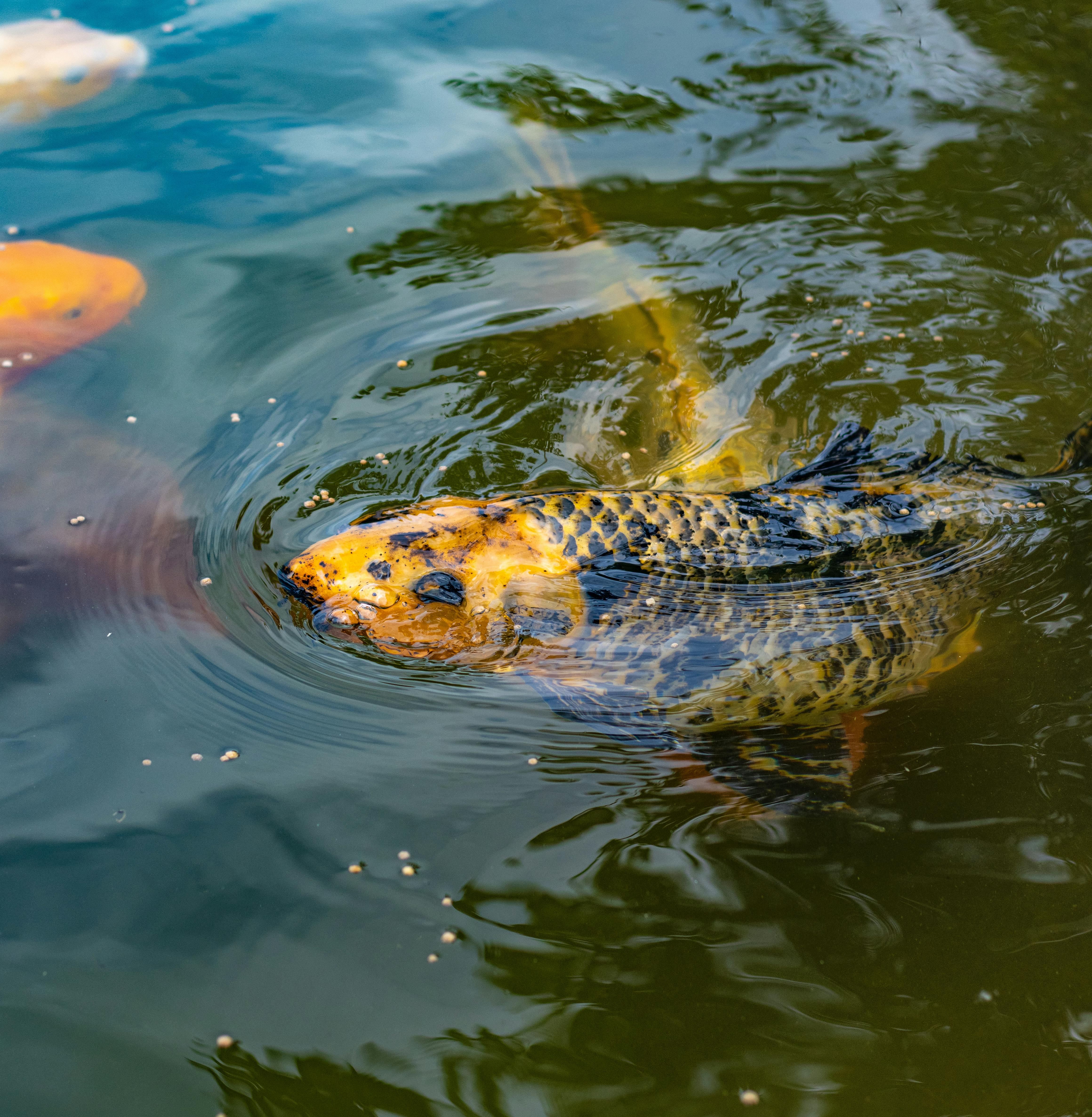 Koi Peru Photos, Download The BEST Free Koi Peru Stock Photos & HD Images