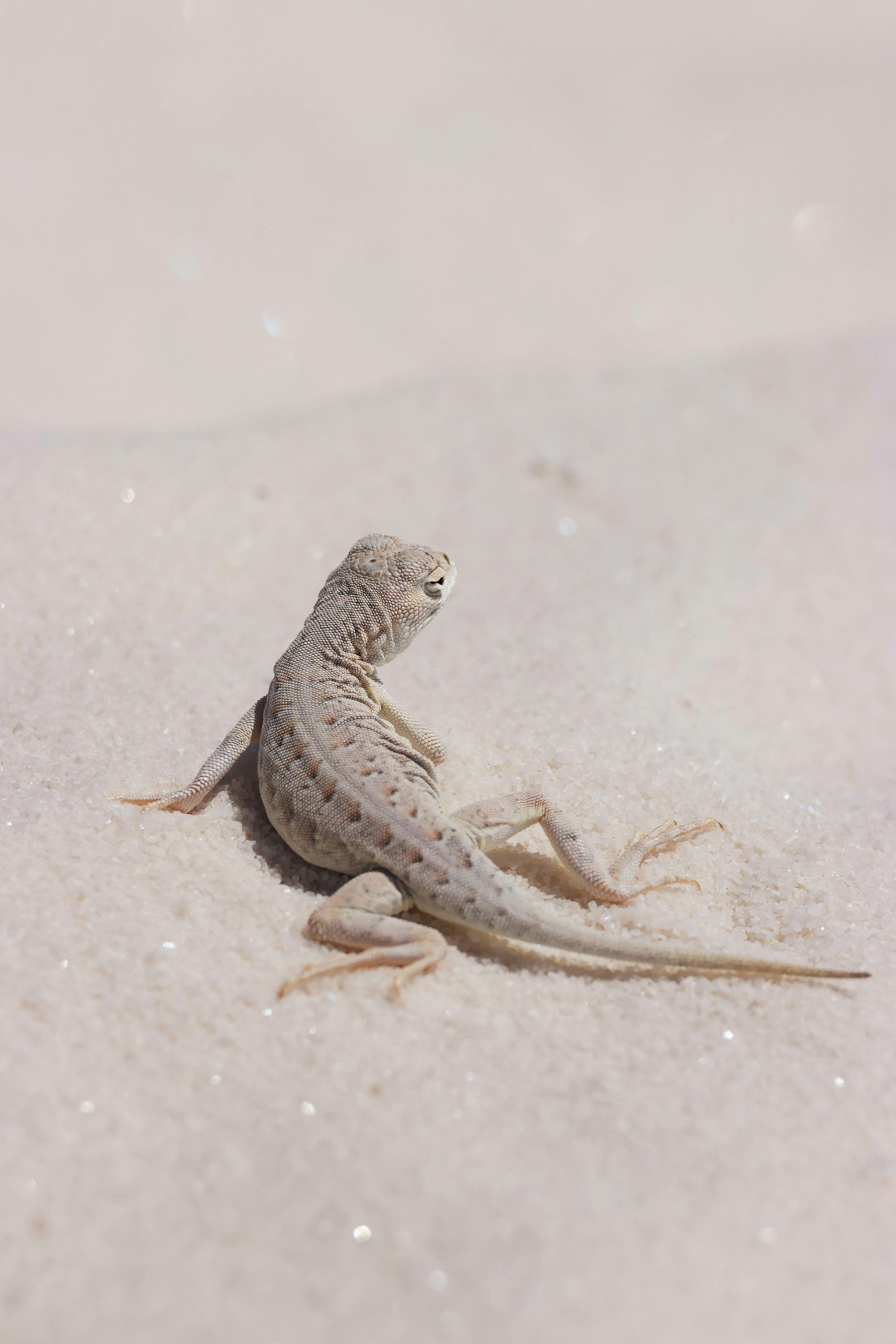 Close up of Lizard on Sand · Free Stock Photo